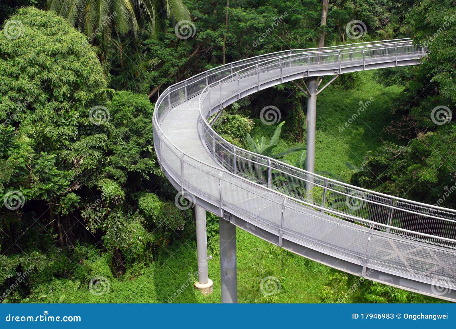 Forest Bridge in Singapore stock image. Image of asia - 17946983
