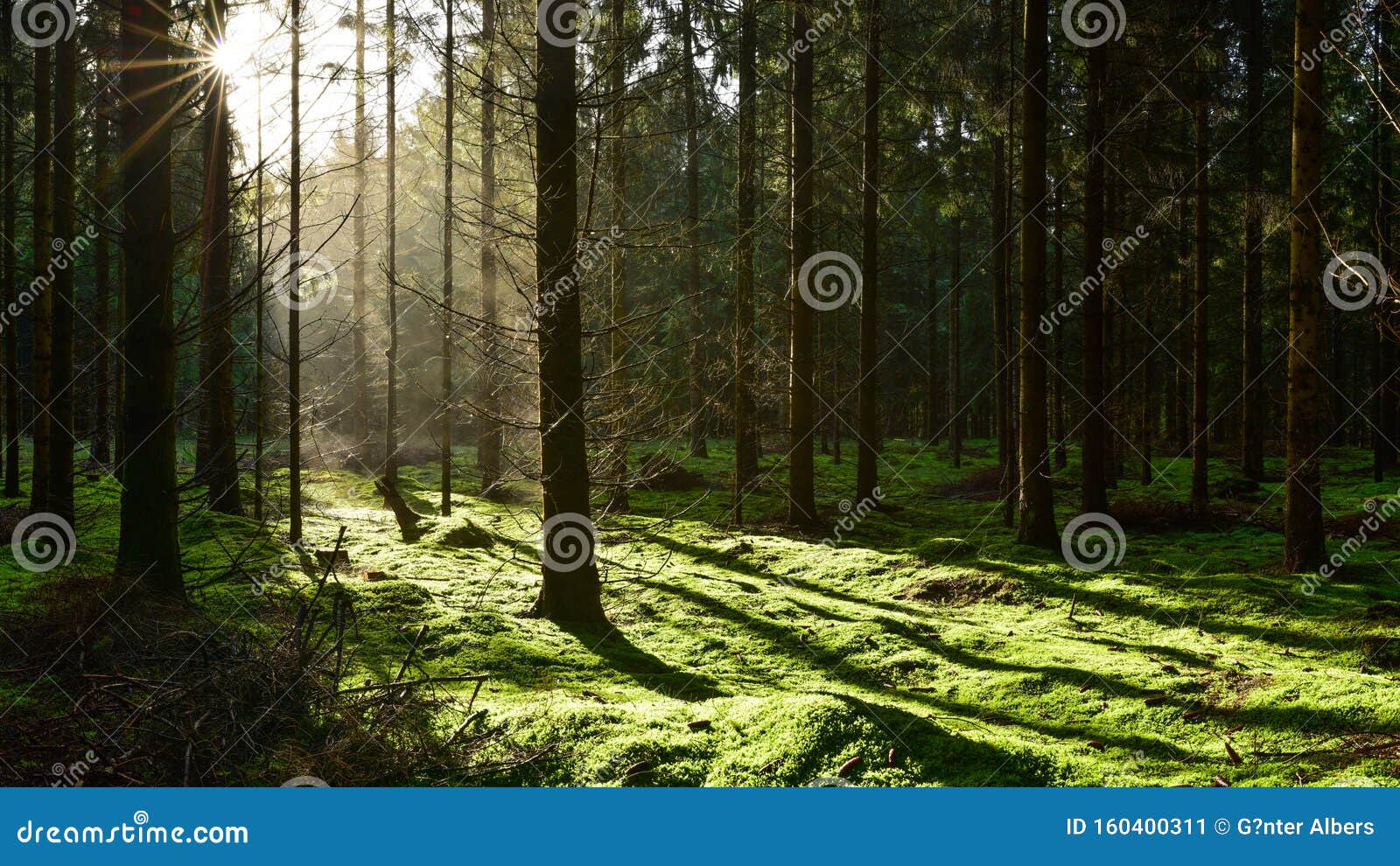 Forest with bright sun stock image. Image of trunks - 160400311