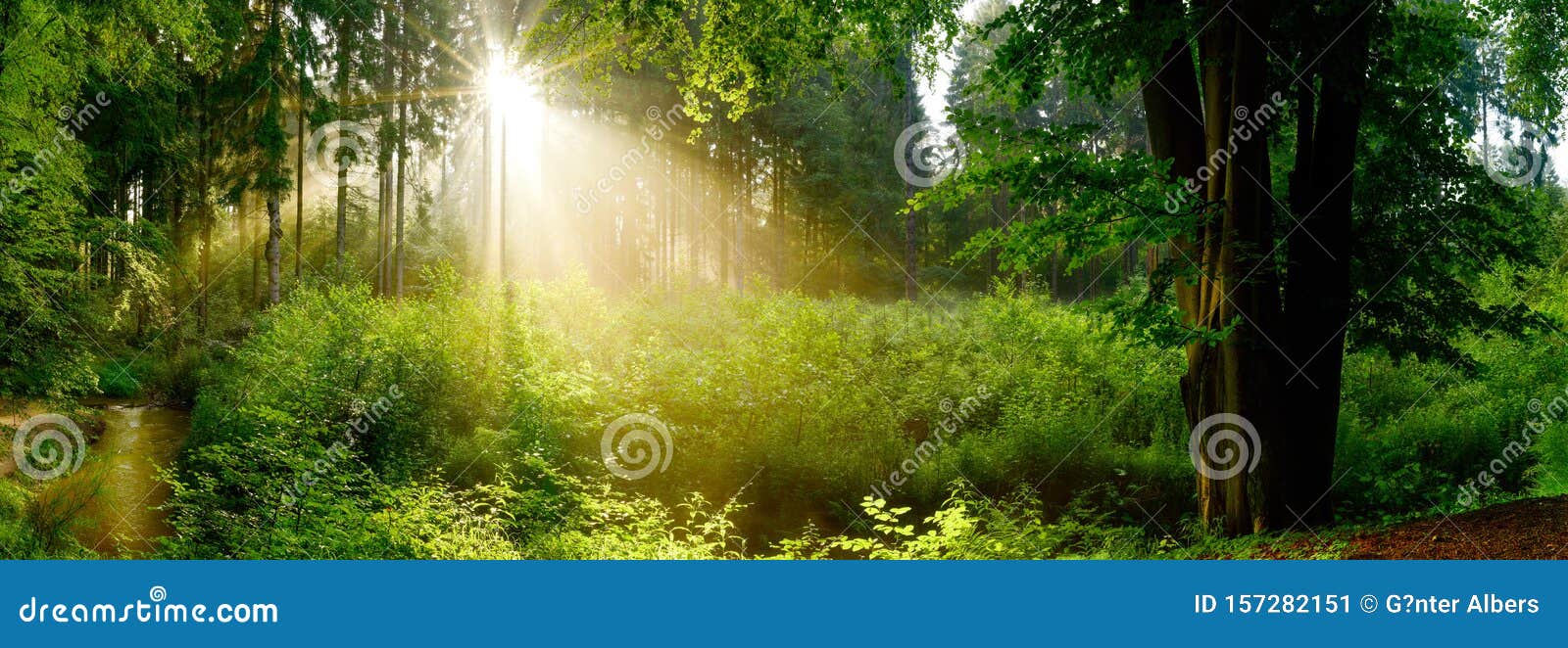 Forest with bright sun stock image. Image of park, foggy - 157282151