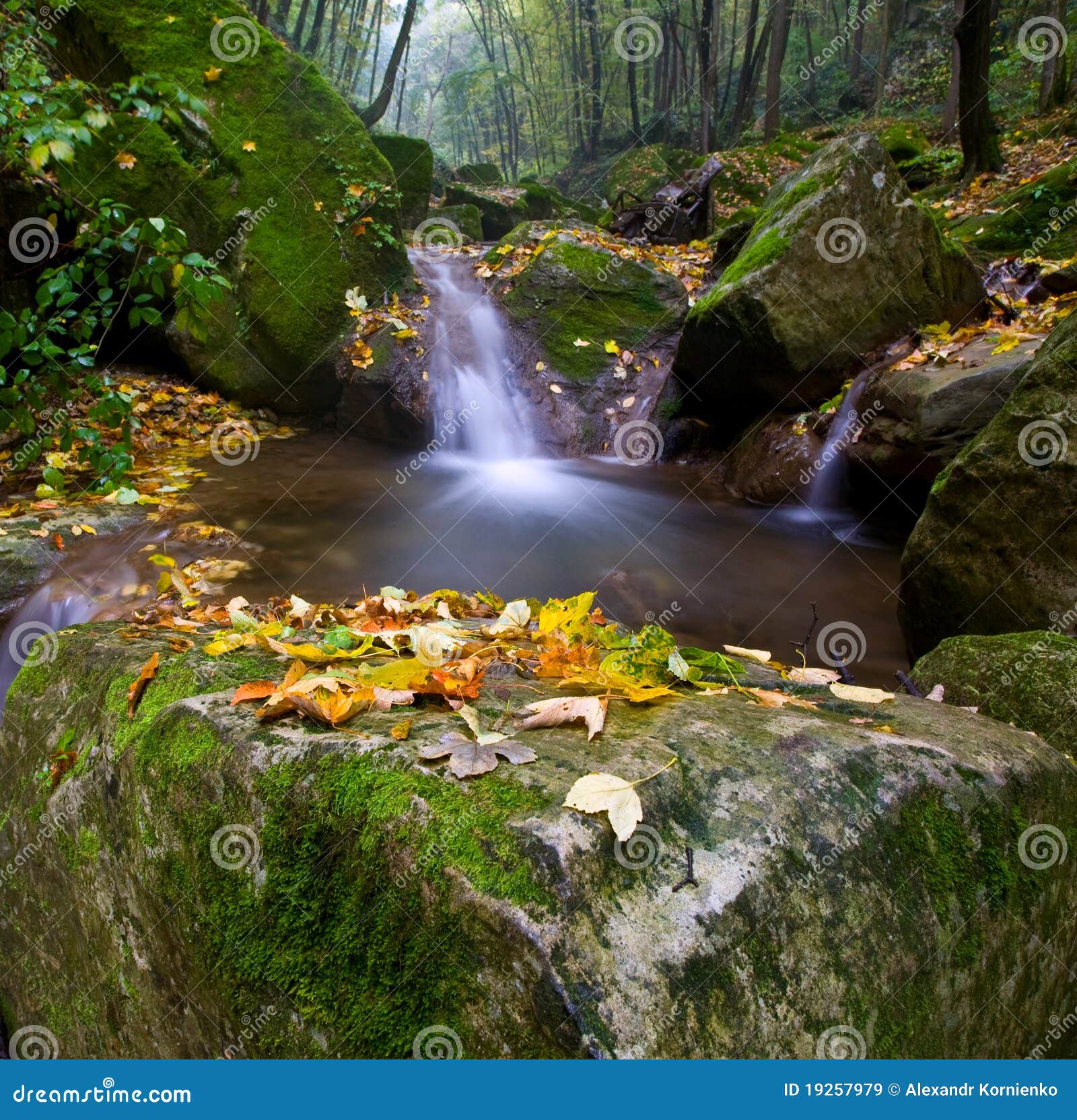 Forest brook stock image. Image of leaves, green, nature - 19257979