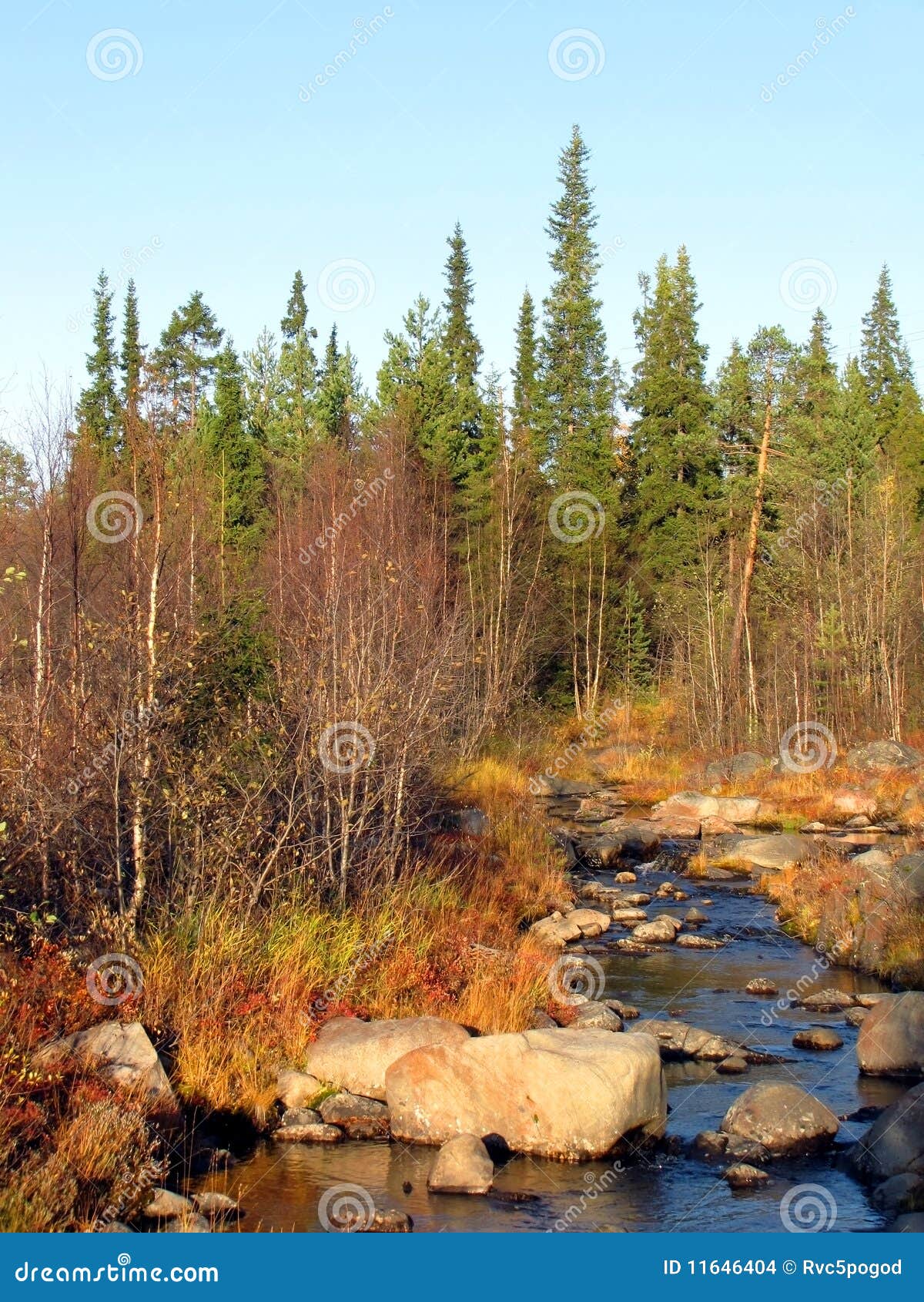 Forest Brook in the Autumn at Sunset Stock Photo - Image of sunset ...