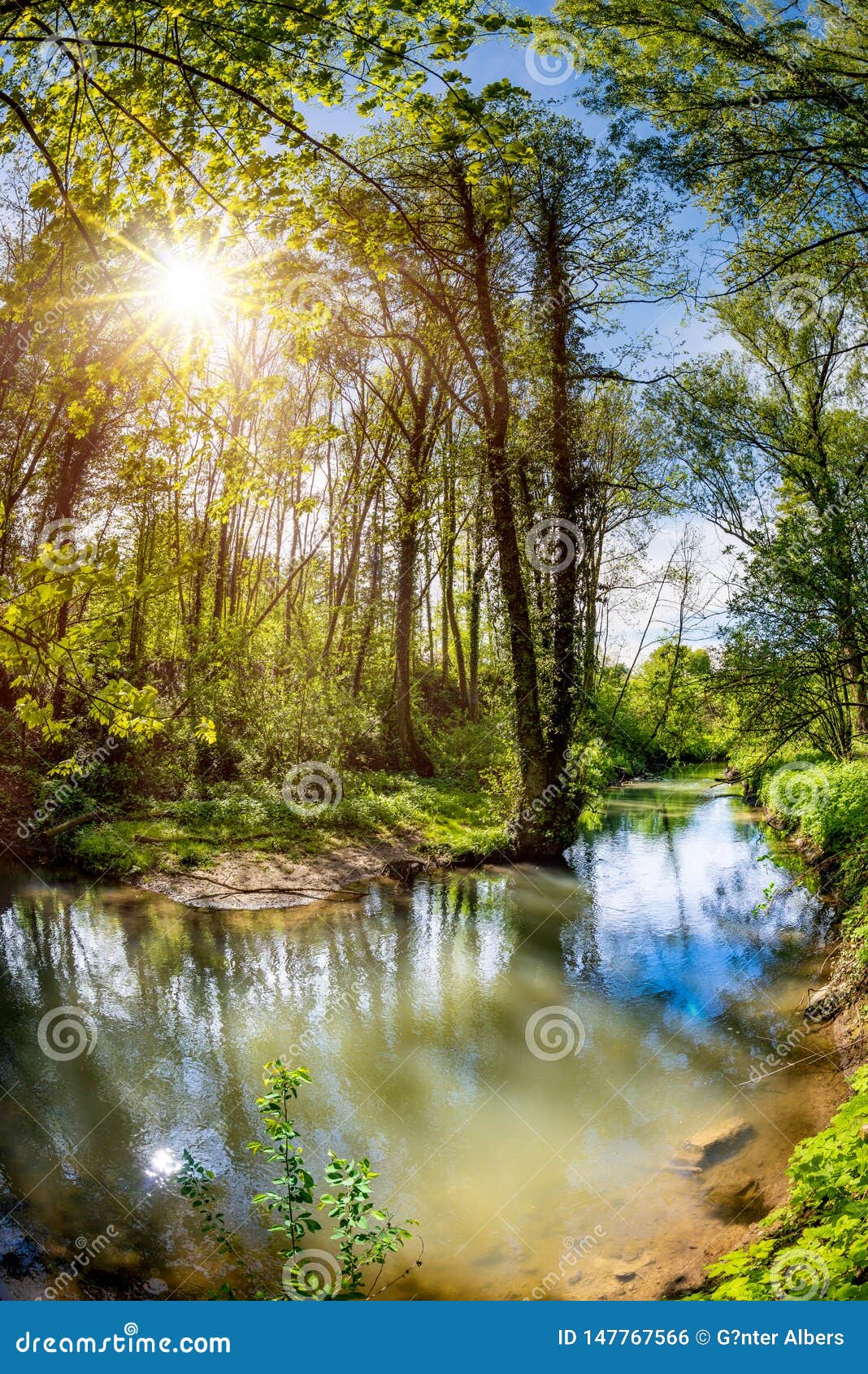 Forest with Brook and Bright Sun Stock Photo - Image of glade ...
