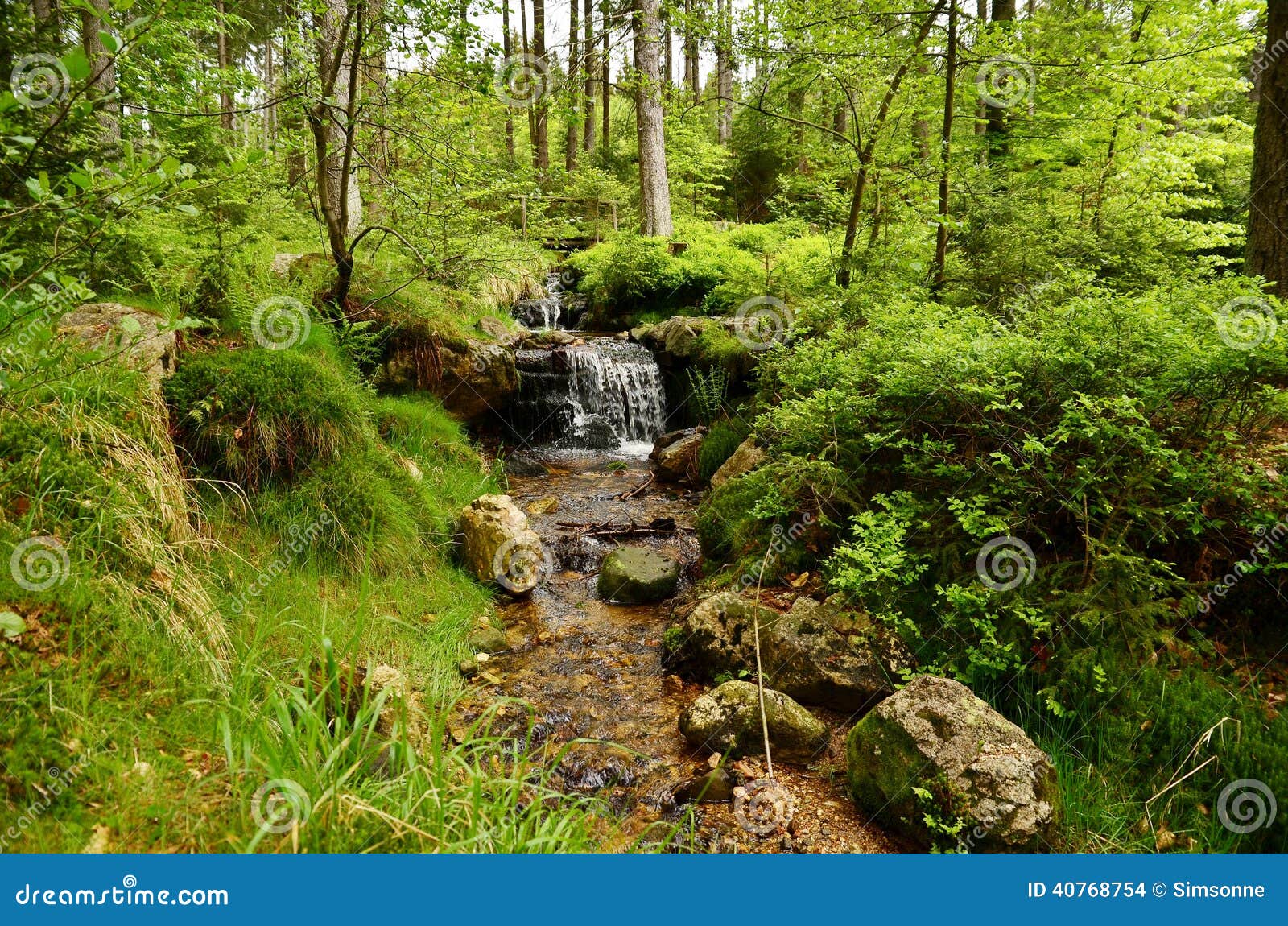 Forest Brook Flowers stock photo. Image of textures, backgrounds - 40768754