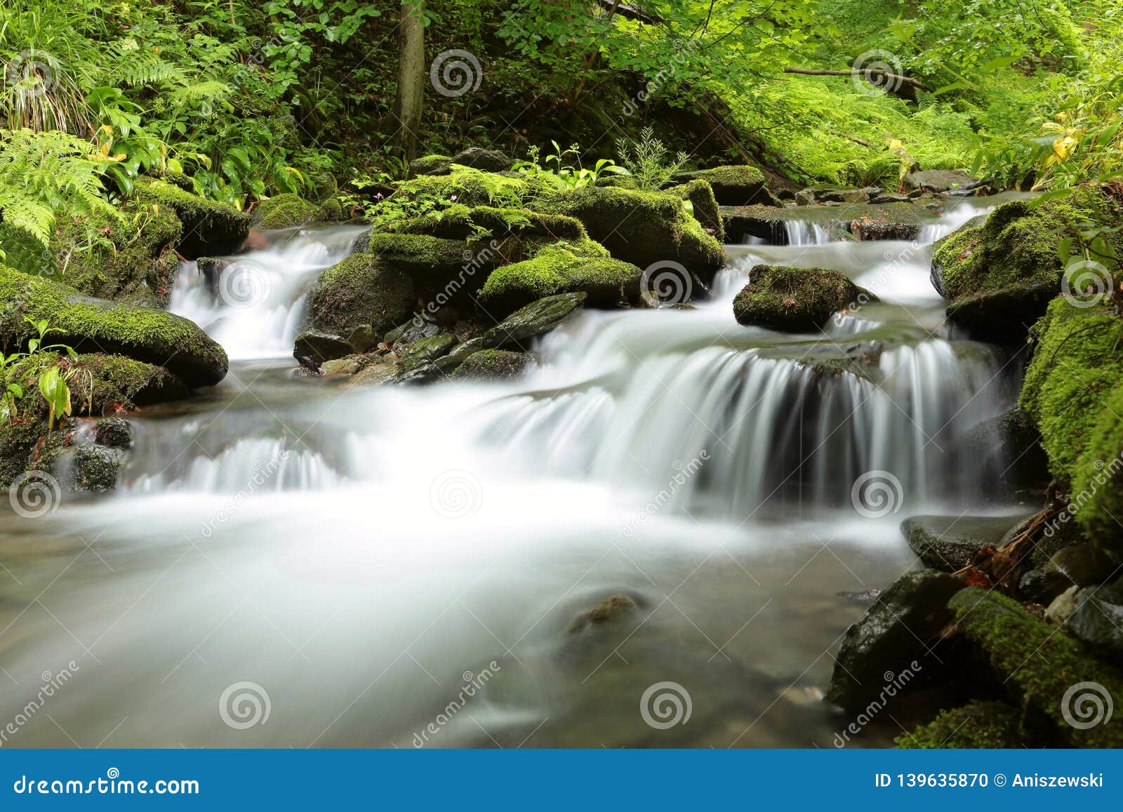 Forest Brook Flowing among Spring Beech Trees Covered with Fresh Green ...