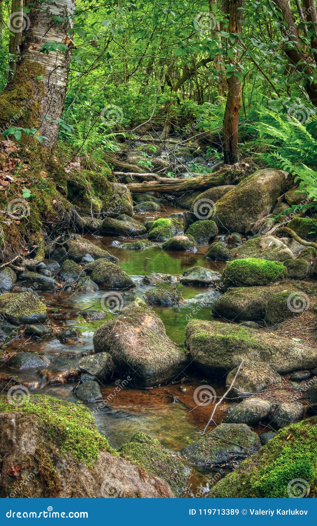 Forest brook. stock image. Image of wood, hill, grass - 119713389