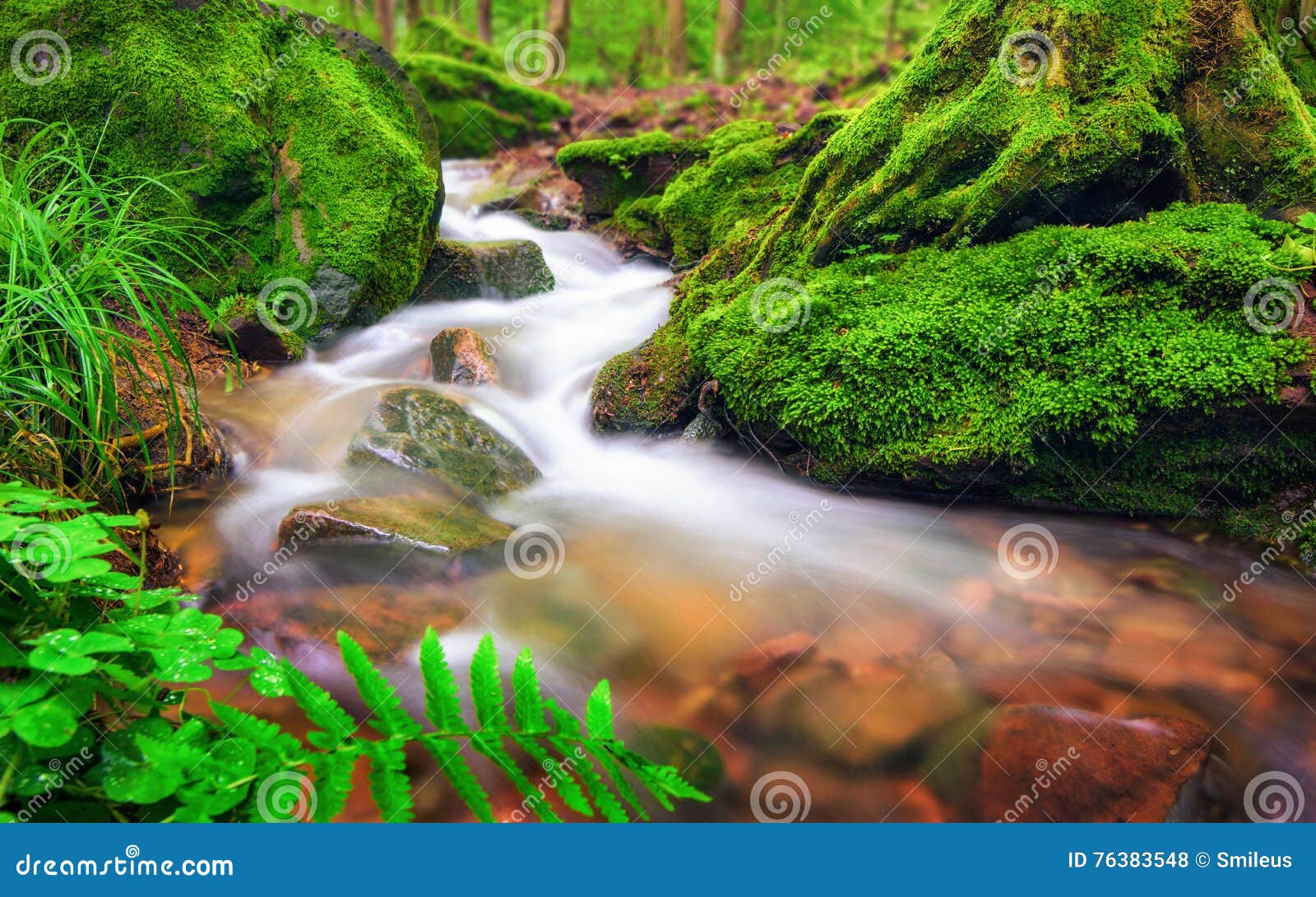 Forest Brook in Moss-covered Environment Stock Photo - Image of outdoor ...