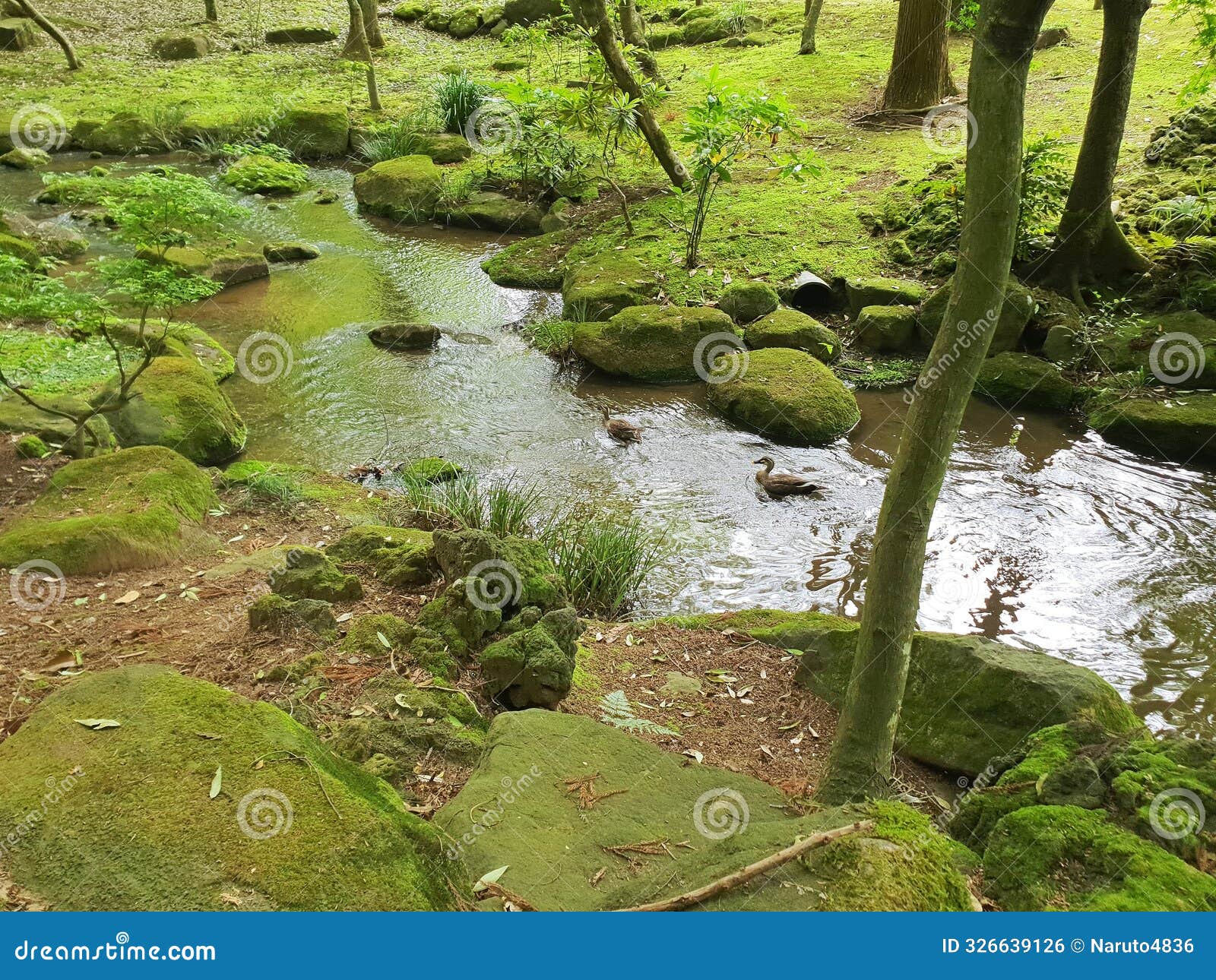 Forest Brook in Moss-covered Environment Stock Photo - Image of green ...