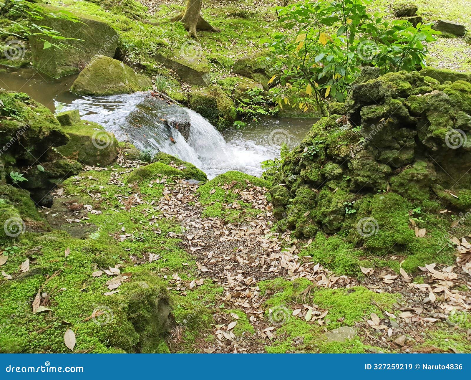 Forest Brook in Moss-covered Environment Stock Image - Image of long ...