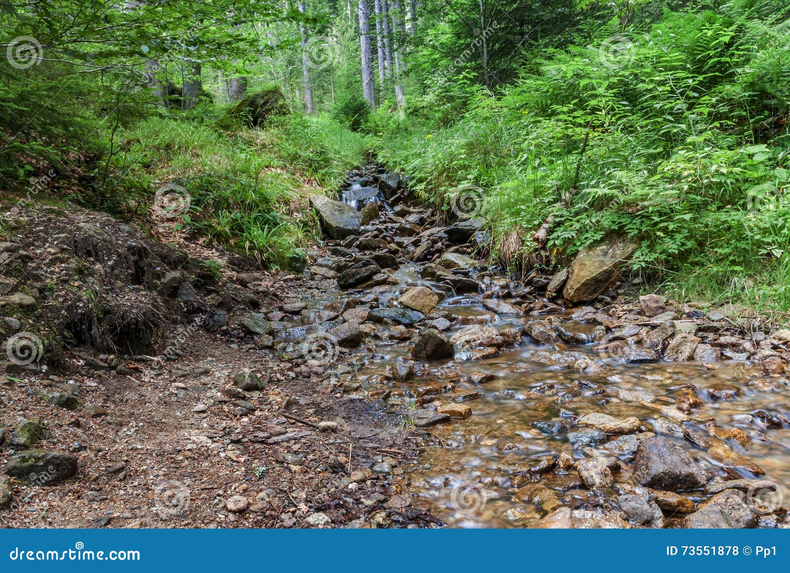 Forest Brook Rock Stones Trees Stock Photo - Image of river, summer ...