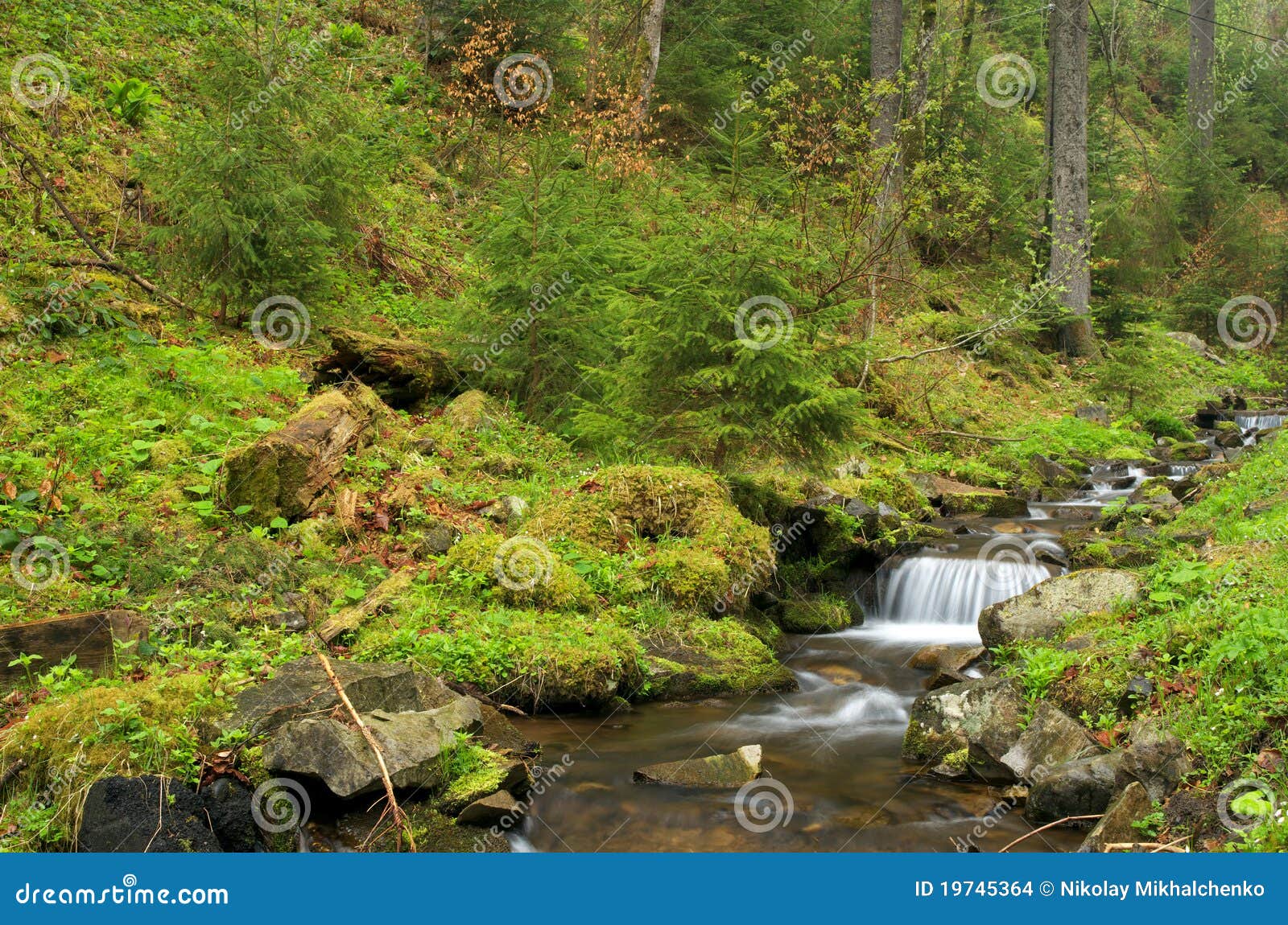 Forest Brook Running Over Mossy Stock Photo - Image of birch, natural ...