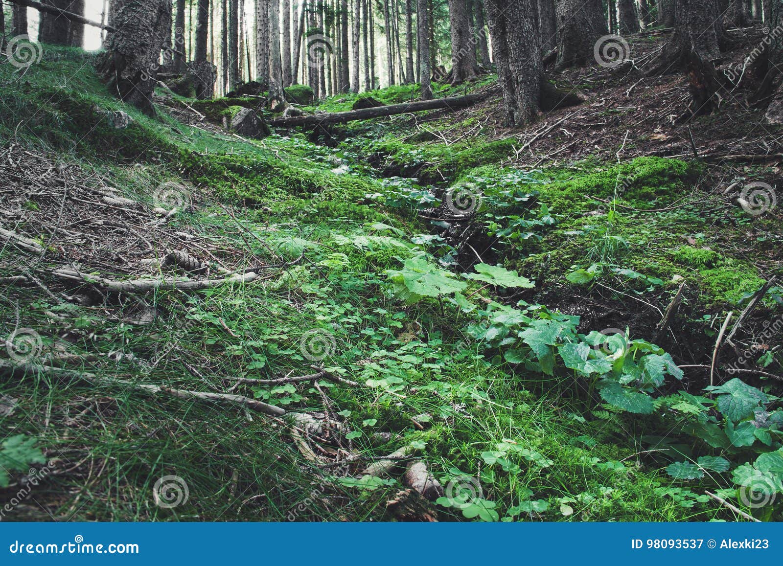 Forest brooklet stock image. Image of nature, brooklet - 98093537