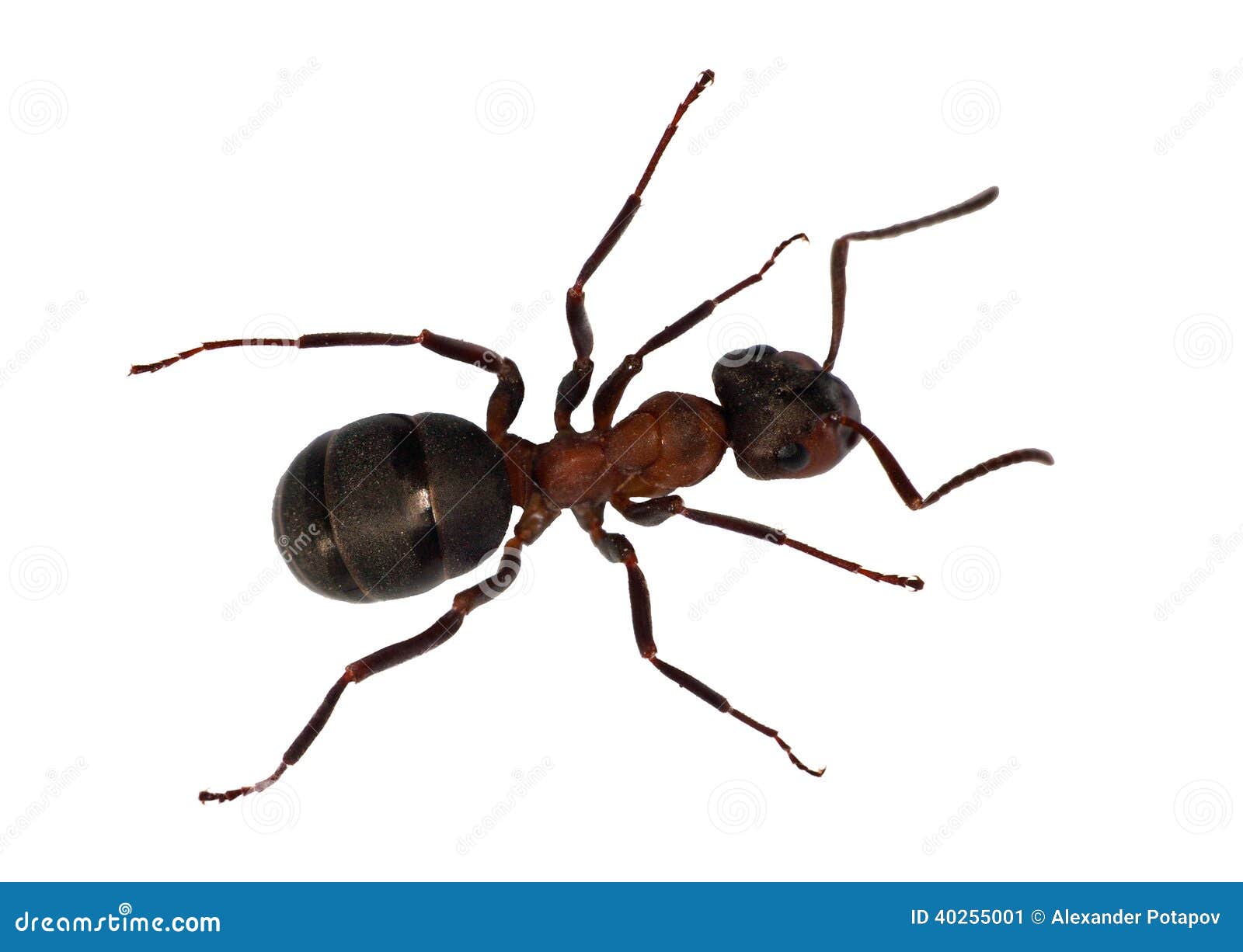 Forest Brown Ant Top View Stock Photo - Image: 40255001