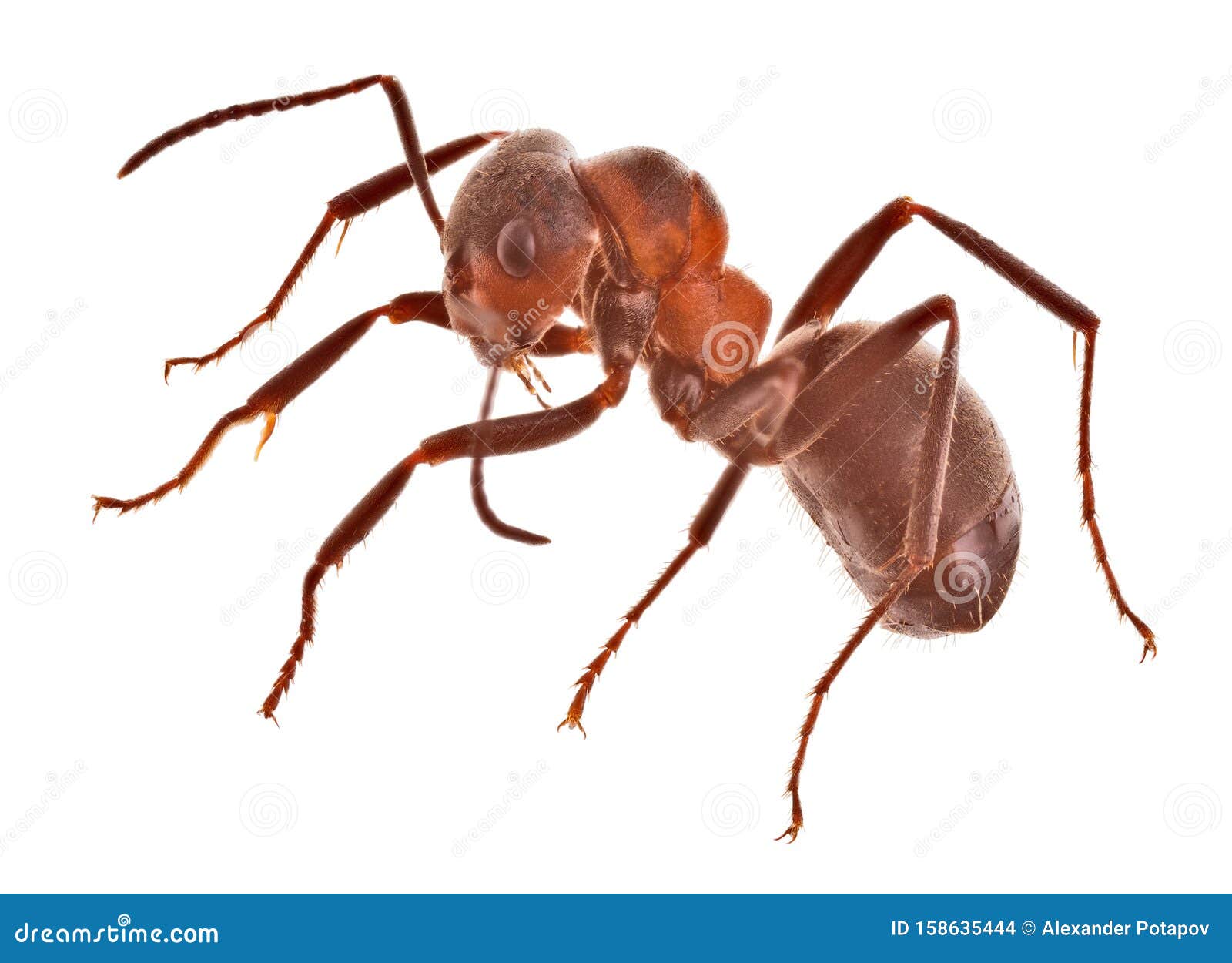 Forest Brown Large Ant Side View Stock Photo - Image of wildlife ...