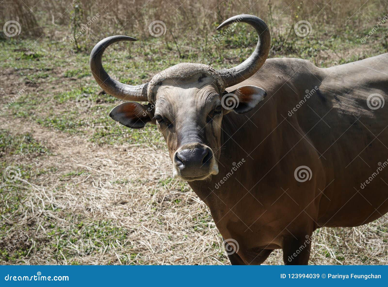 Forest Buffalo Standings and Looking at Camera Stock Image - Image of ...