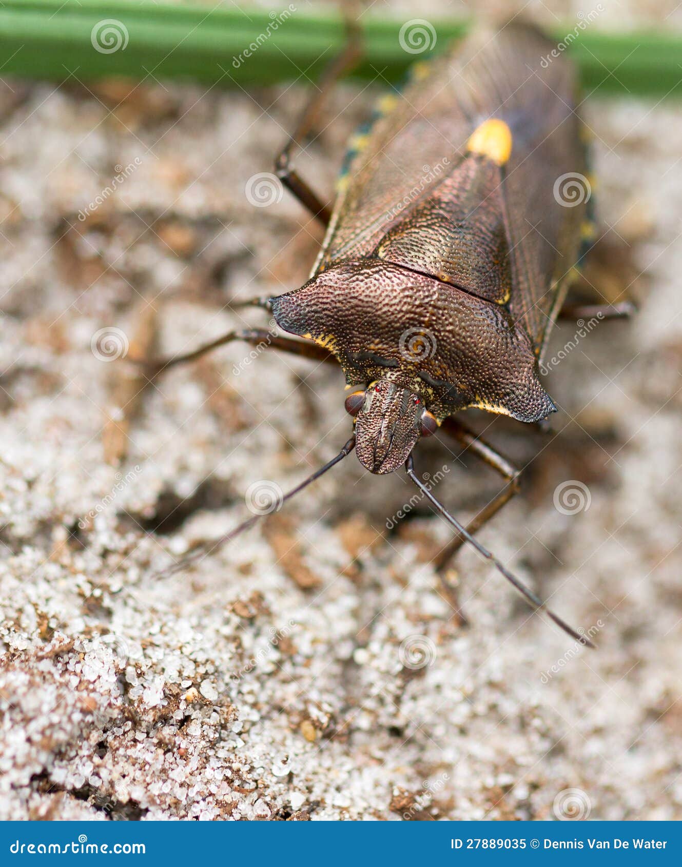 The forest bug stock image. Image of summer, stinkbug - 27889035