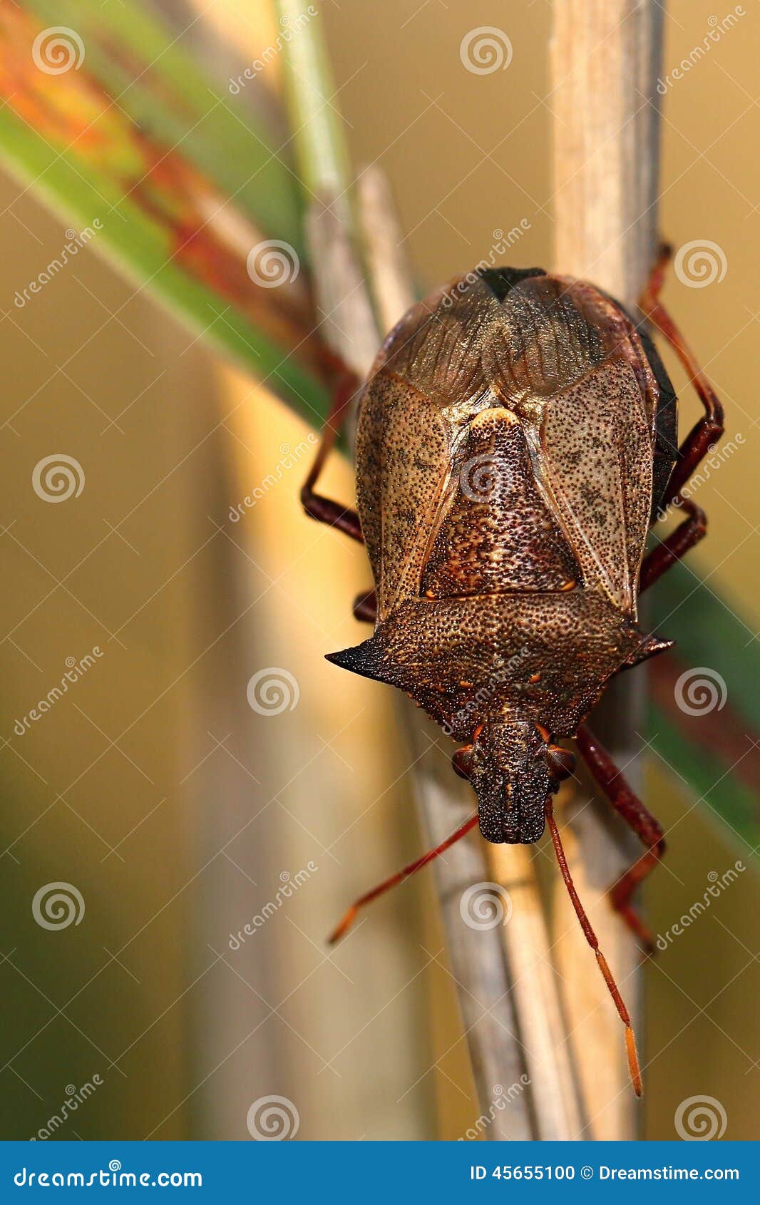 Forest Bug stockfoto. Bild von insekt, wald, nave, makro - 45655100