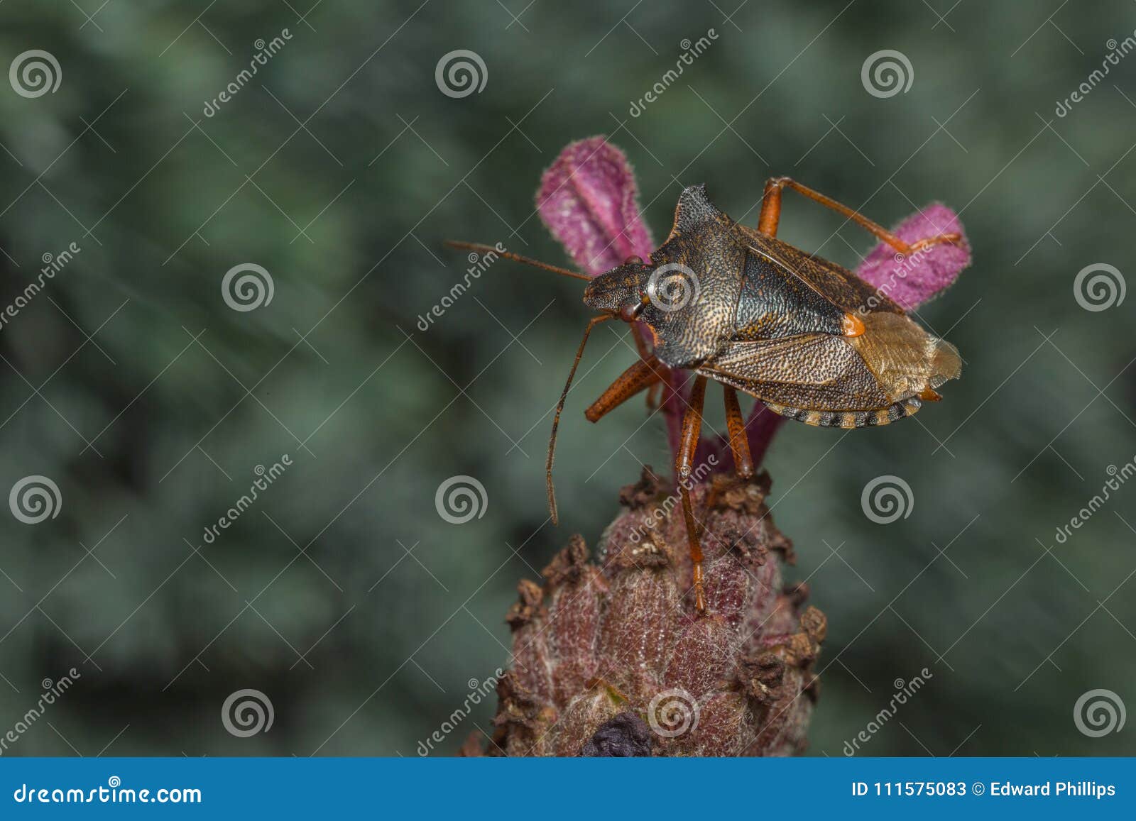 Forest Bug stock image. Image of nature, fauna, shiledbug - 111575083