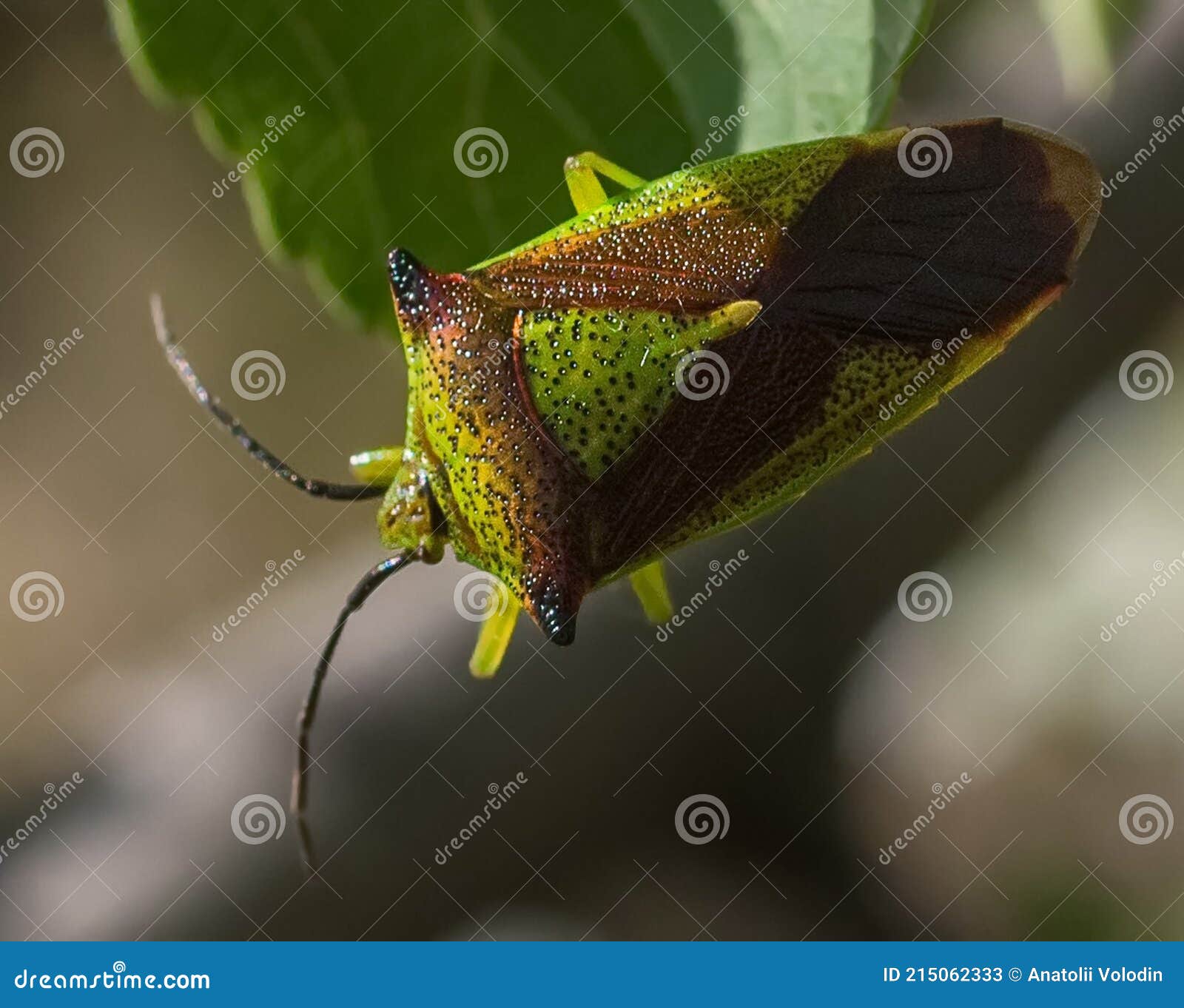 Forest bug on a branch stock image. Image of branch - 215062333
