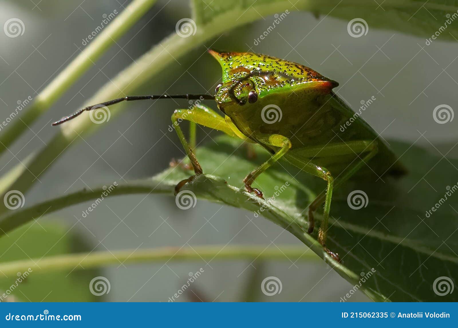 Forest bug on a branch stock image. Image of yellow - 215062335
