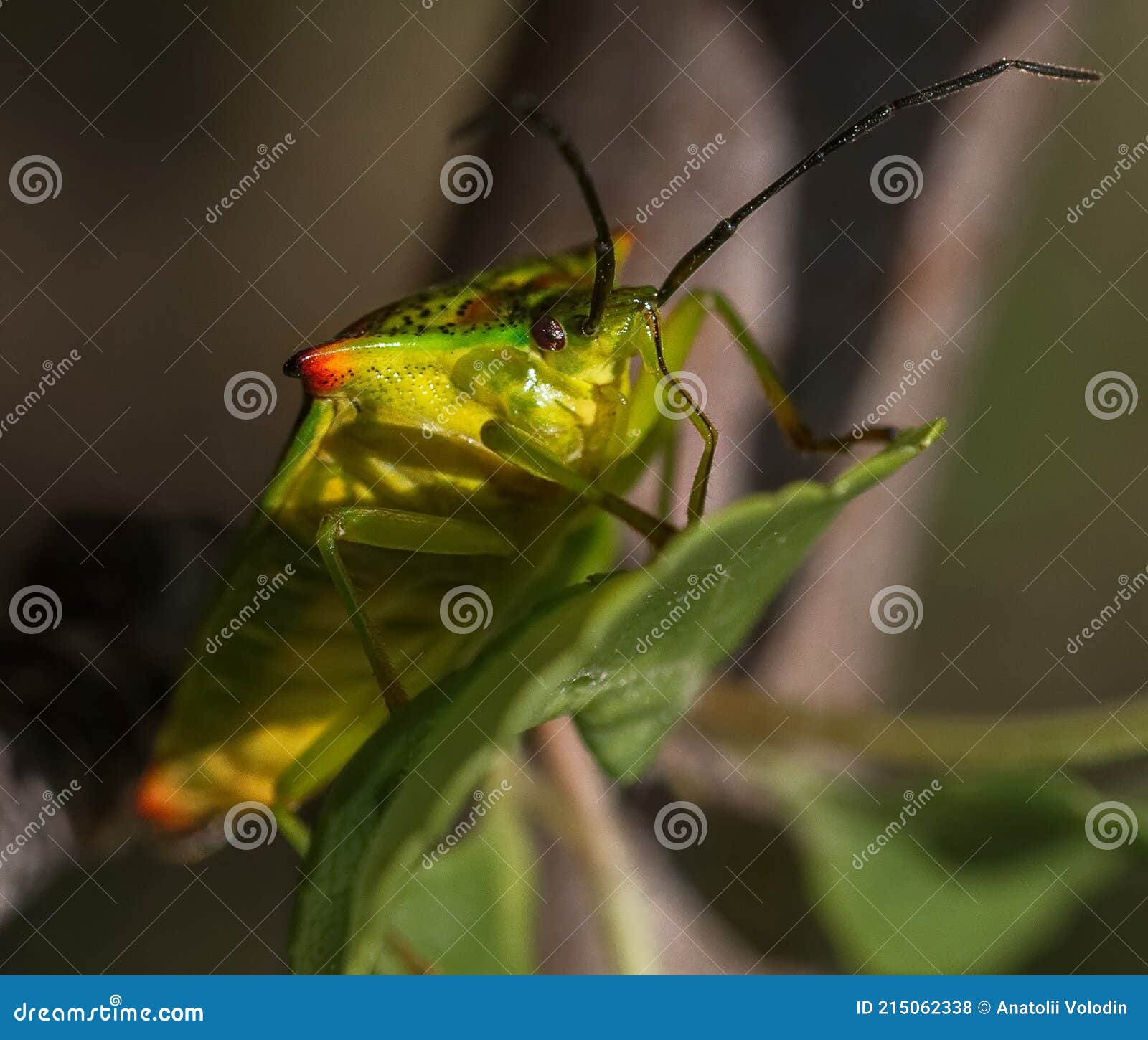 Forest bug on a branch stock photo. Image of insects - 215062338