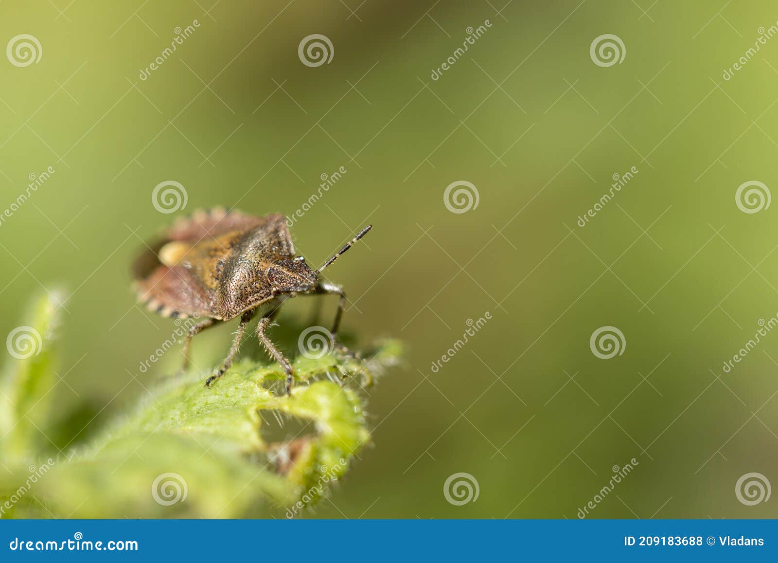 Forest Bug Feeding on Meadow Leaves Stock Photo - Image of beautiful ...