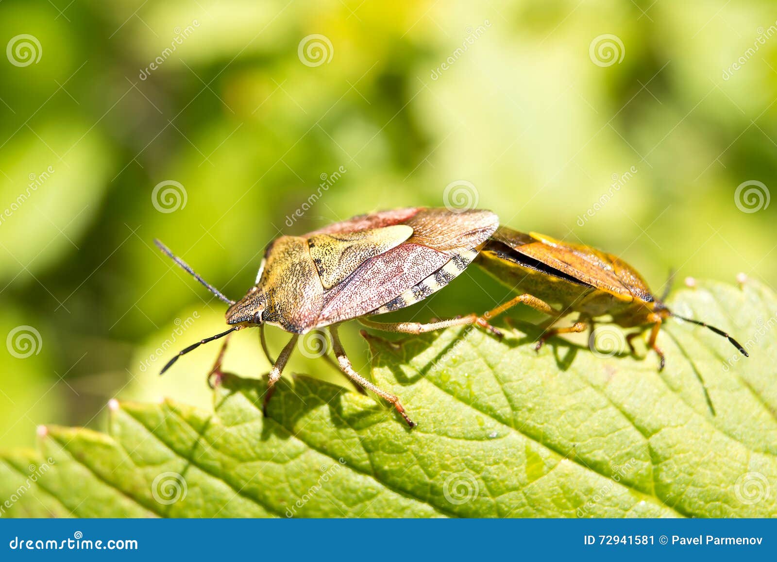Forest bug or forest bug stock image. Image of sheet - 72941581