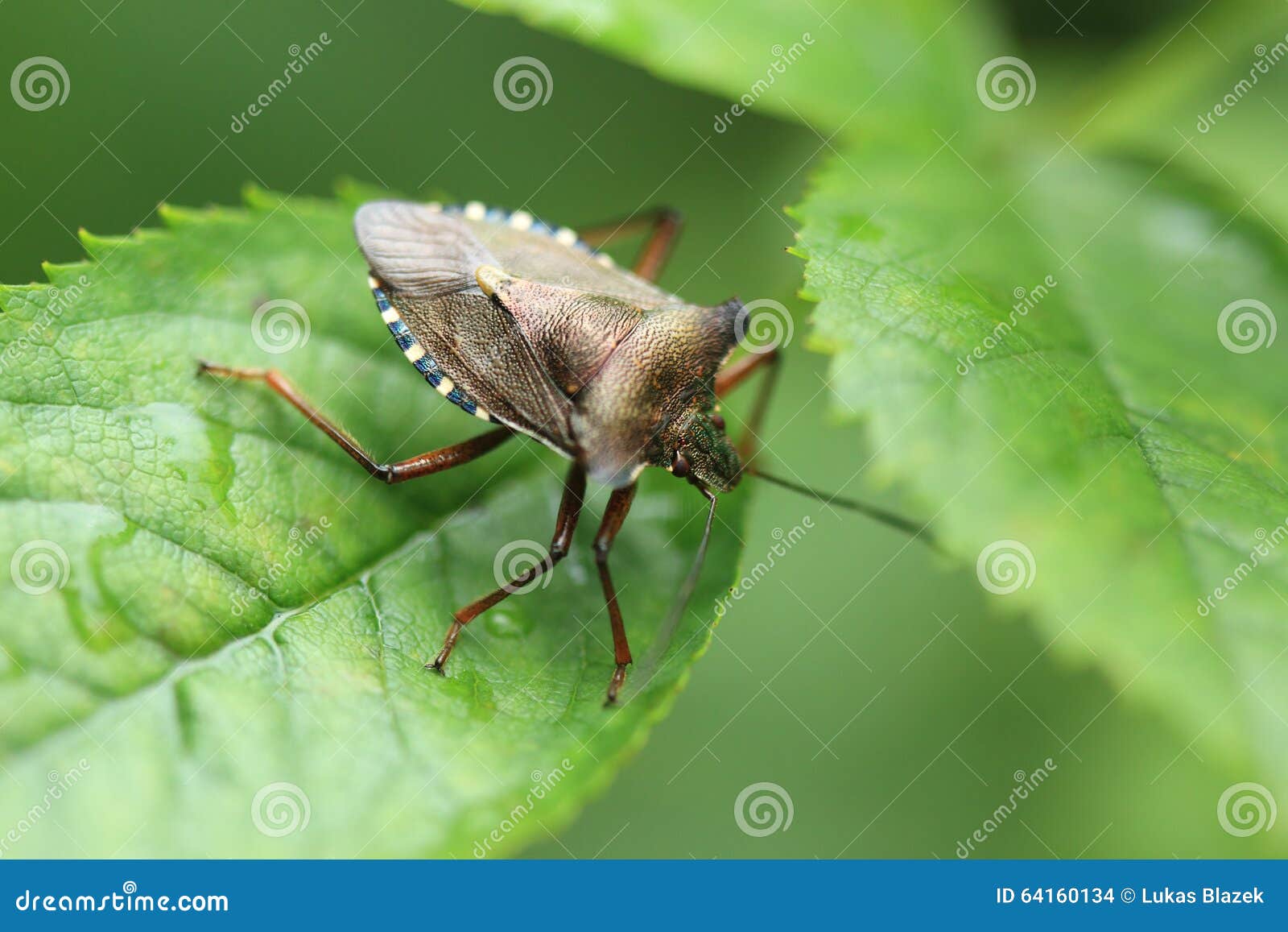 Forest bug stock photo. Image of macro, nature, shield - 64160134