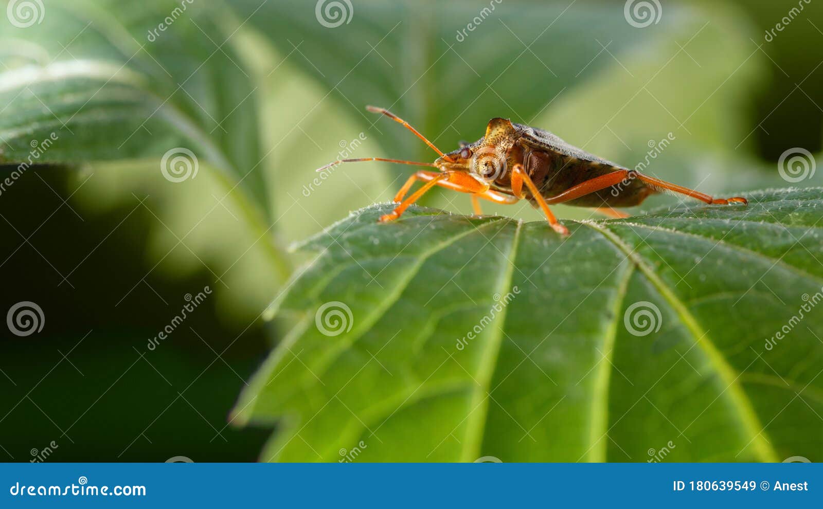 Forest bug on green leaf stock image. Image of shield - 180639549
