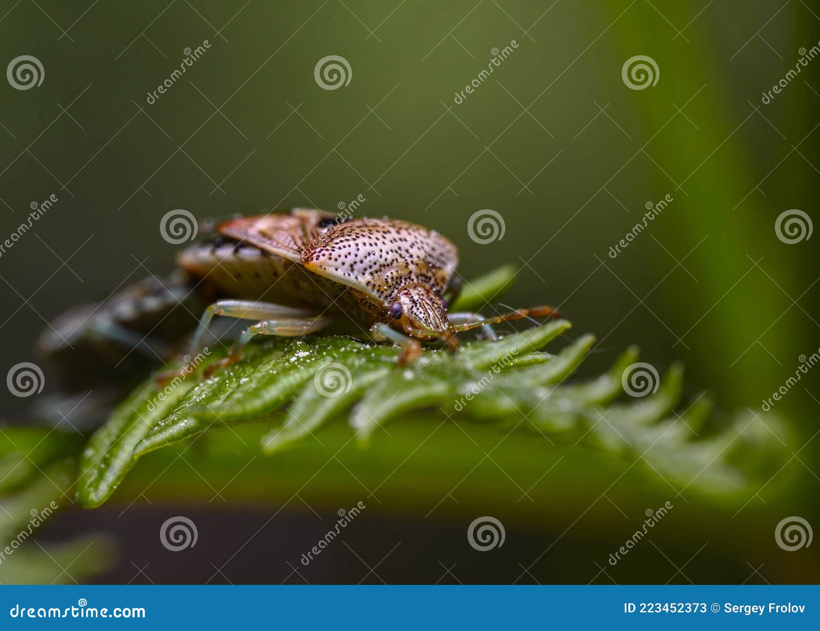 Forest Bug or Red-legged Shieldbug Mating on a Tree Leaf Stock Image ...