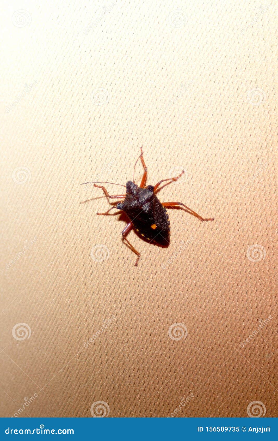 Forest Bug, Red-legged Shieldbug Pentatoma Rufipes Stock Image - Image ...