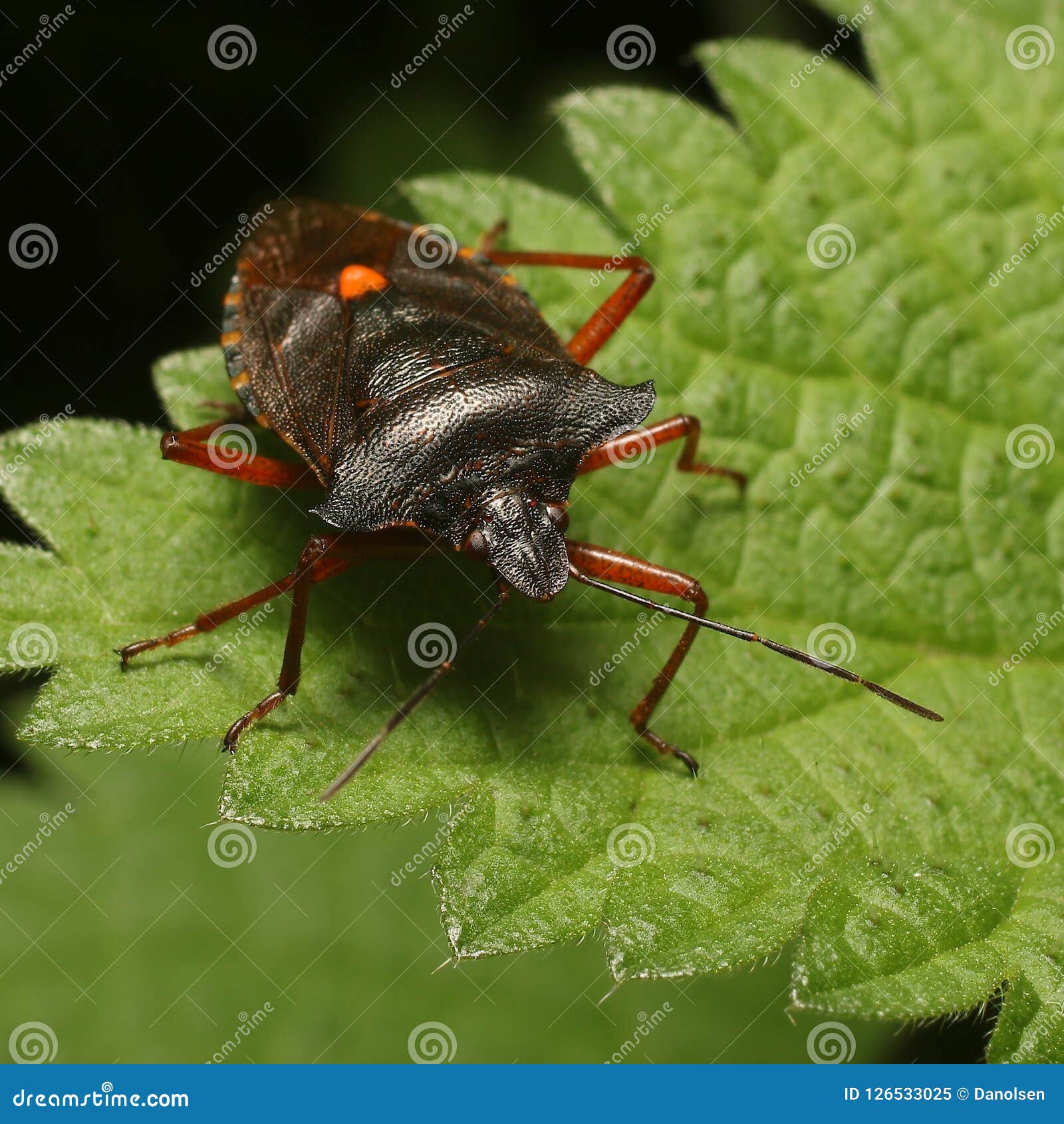 The Forest Bug or Red-legged Shieldbug Pentatoma Rufipes Stock Image ...