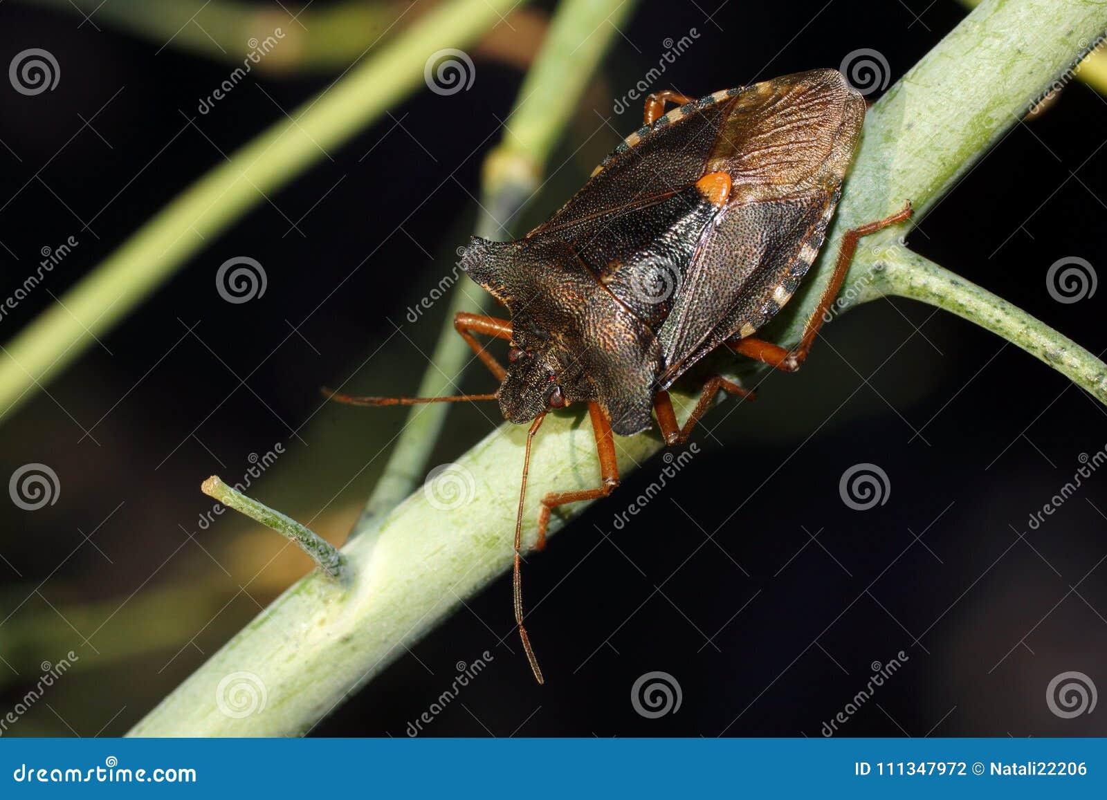 Forest Bug or Red-legged Shieldbug Pentatoma Rufipes Stock Photo ...