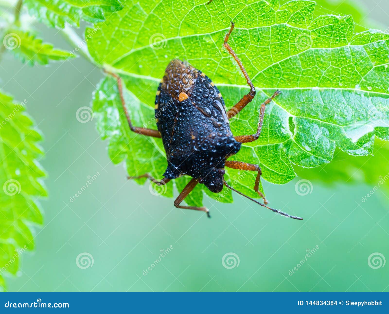 Forest Bug, Red-legged Shieldbug Pentatoma Rufipeson a Green Leaf Stock ...