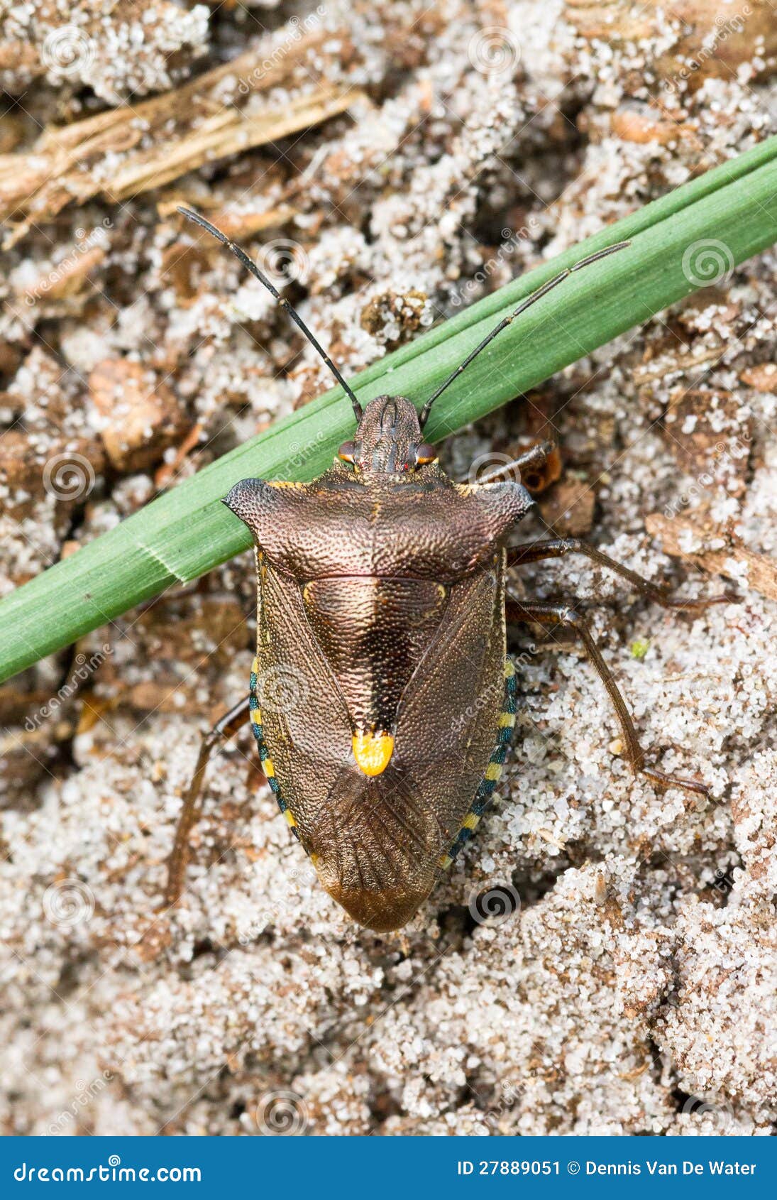 The forest bug top view stock image. Image of color, background - 27889051