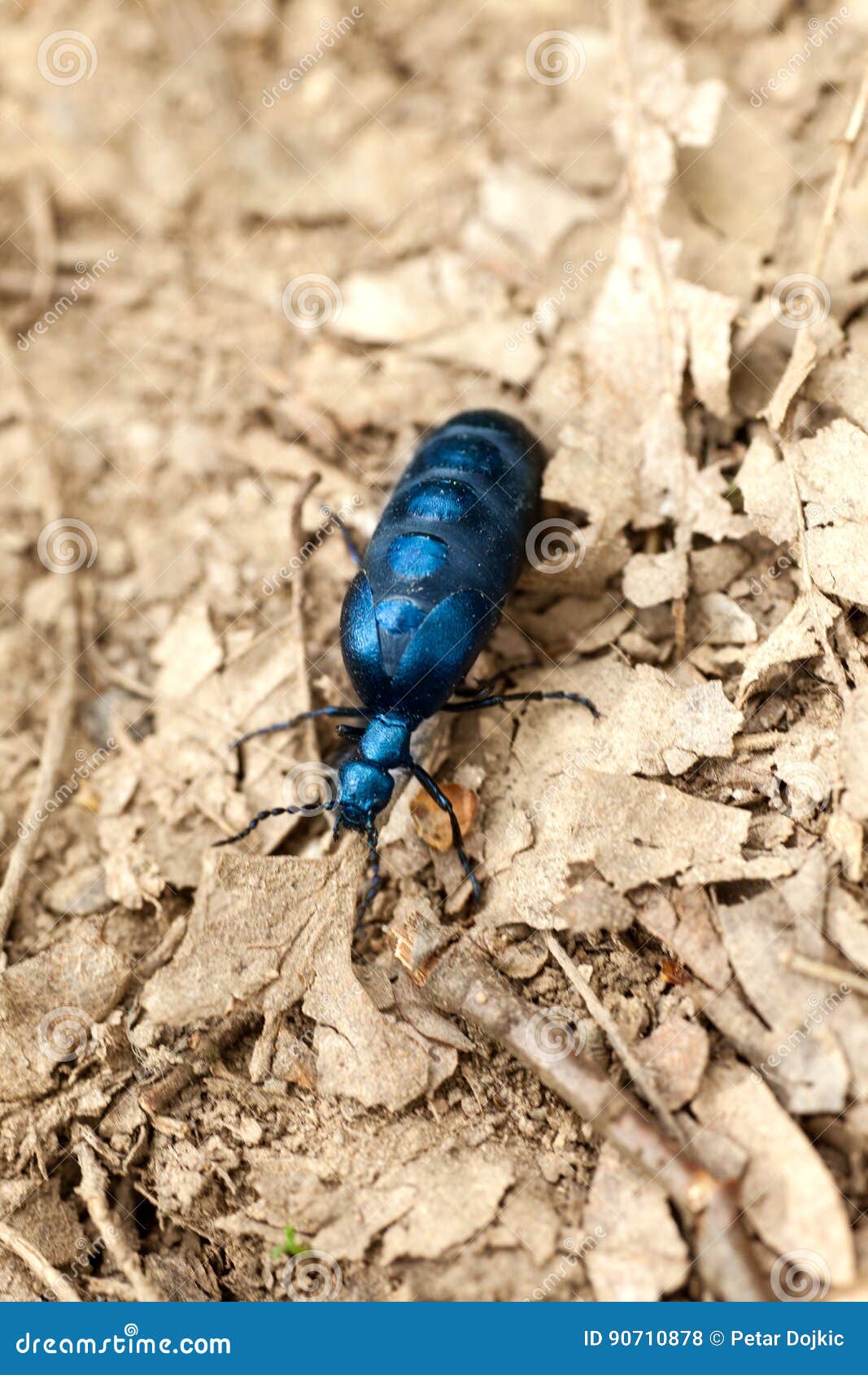 Forest bugs stock photo. Image of macro, bugs, white - 90710878