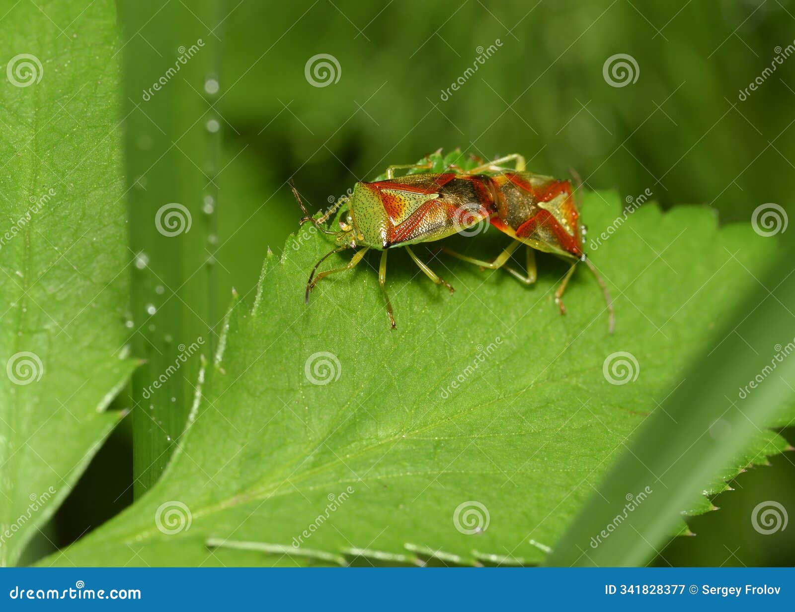 Forest Bugs with Red Wings Mate on a Shrub Leaf Stock Image - Image of ...