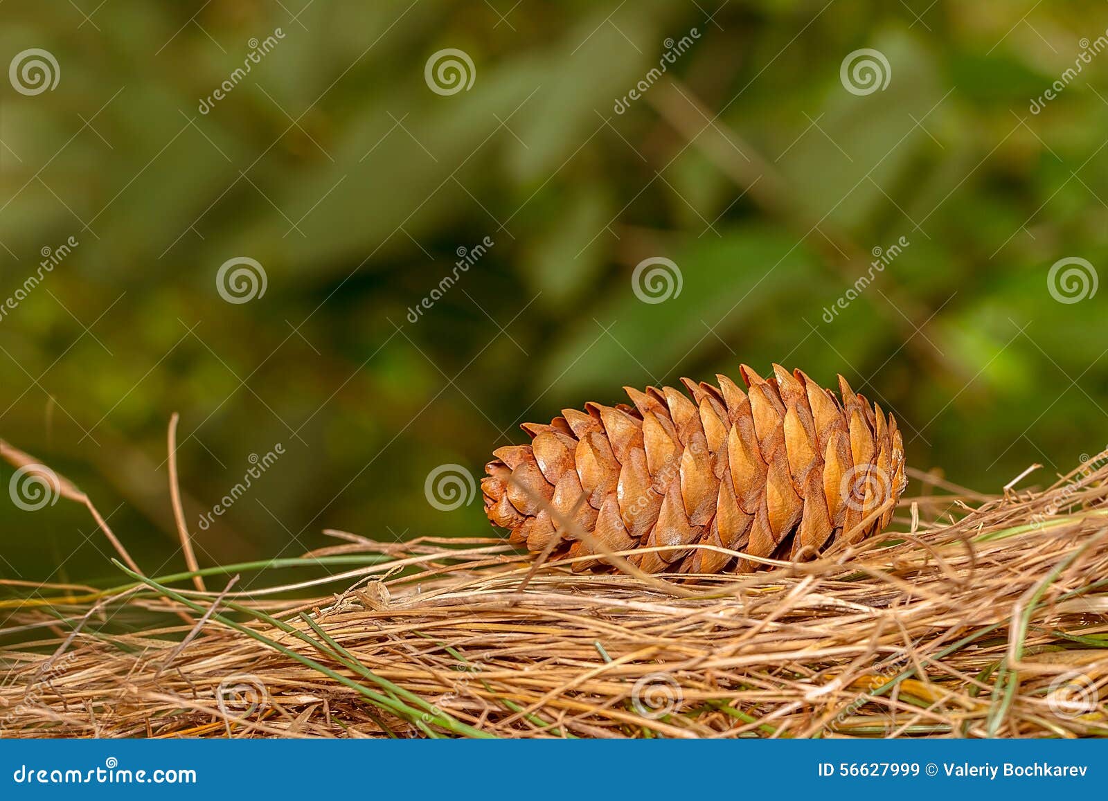 Forest bump stock image. Image of spring, cone, autumn - 56627999