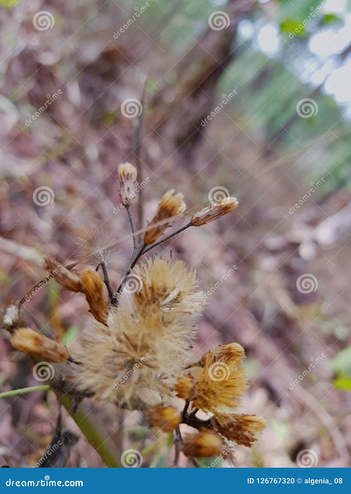 Underbrush stock photo. Image of buper, nature, tropis - 126767320