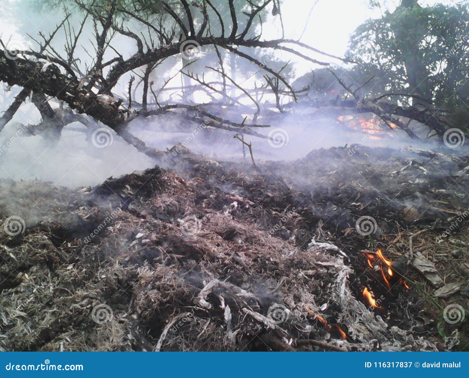 Forest burned ash stock image. Image of arson, danger - 116317837