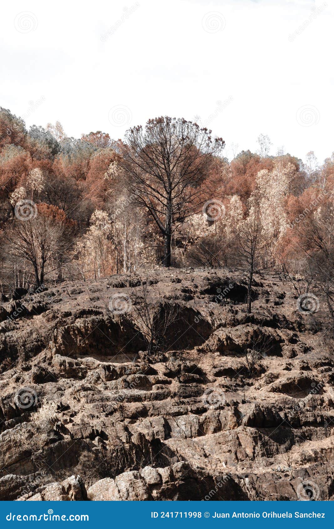 Forest burned stock photo. Image of natural, environment - 241711998
