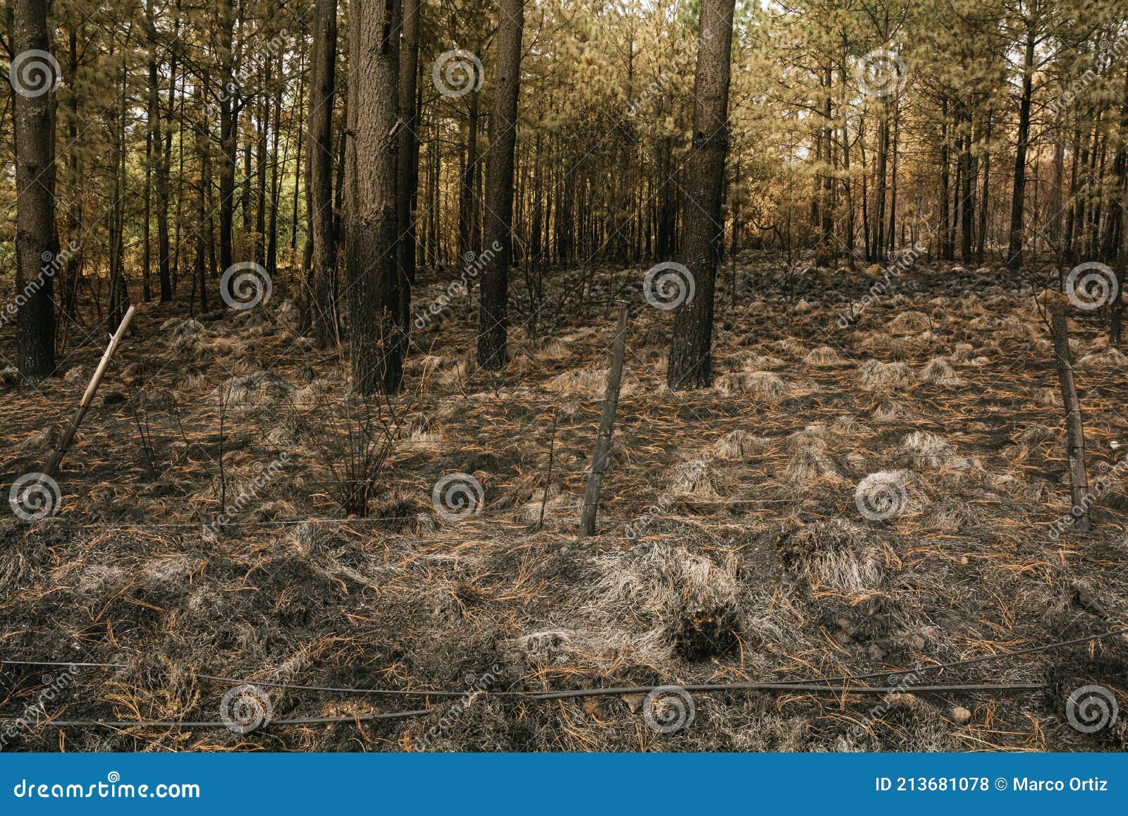 Forest Burned by a Forest Fire Stock Photo - Image of landscape ...