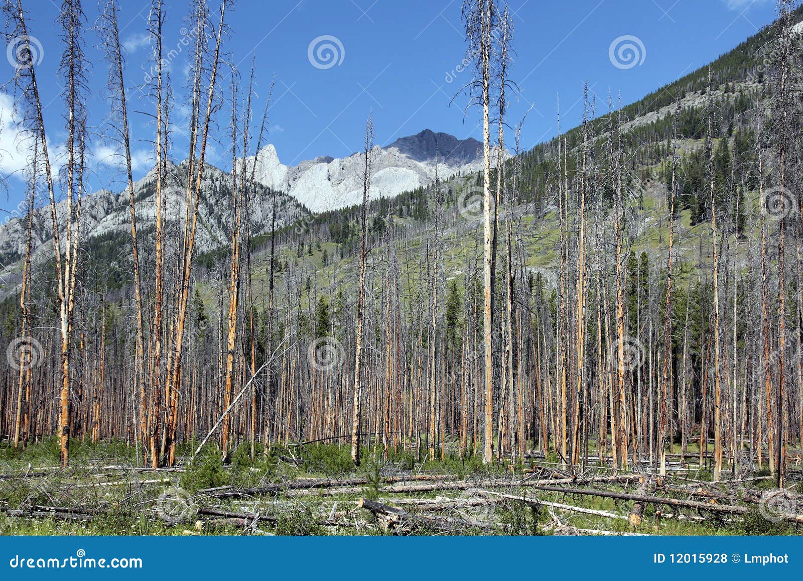 Forest of Burned Trees in Banff, Canada Stock Photo - Image of dead ...