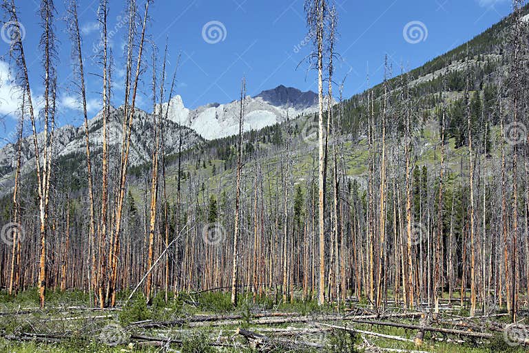 Forest of Burned Trees in Banff, Canada Stock Photo - Image of dead ...