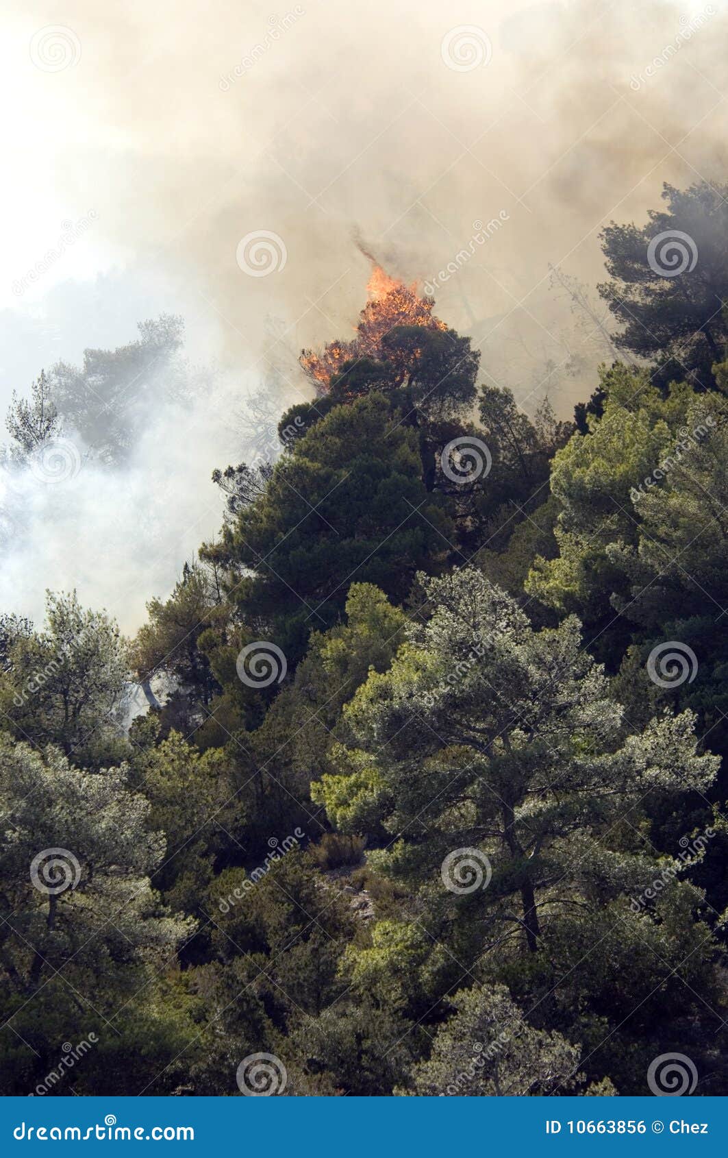 Forest burns editorial photo. Image of environment, fighting - 10663856