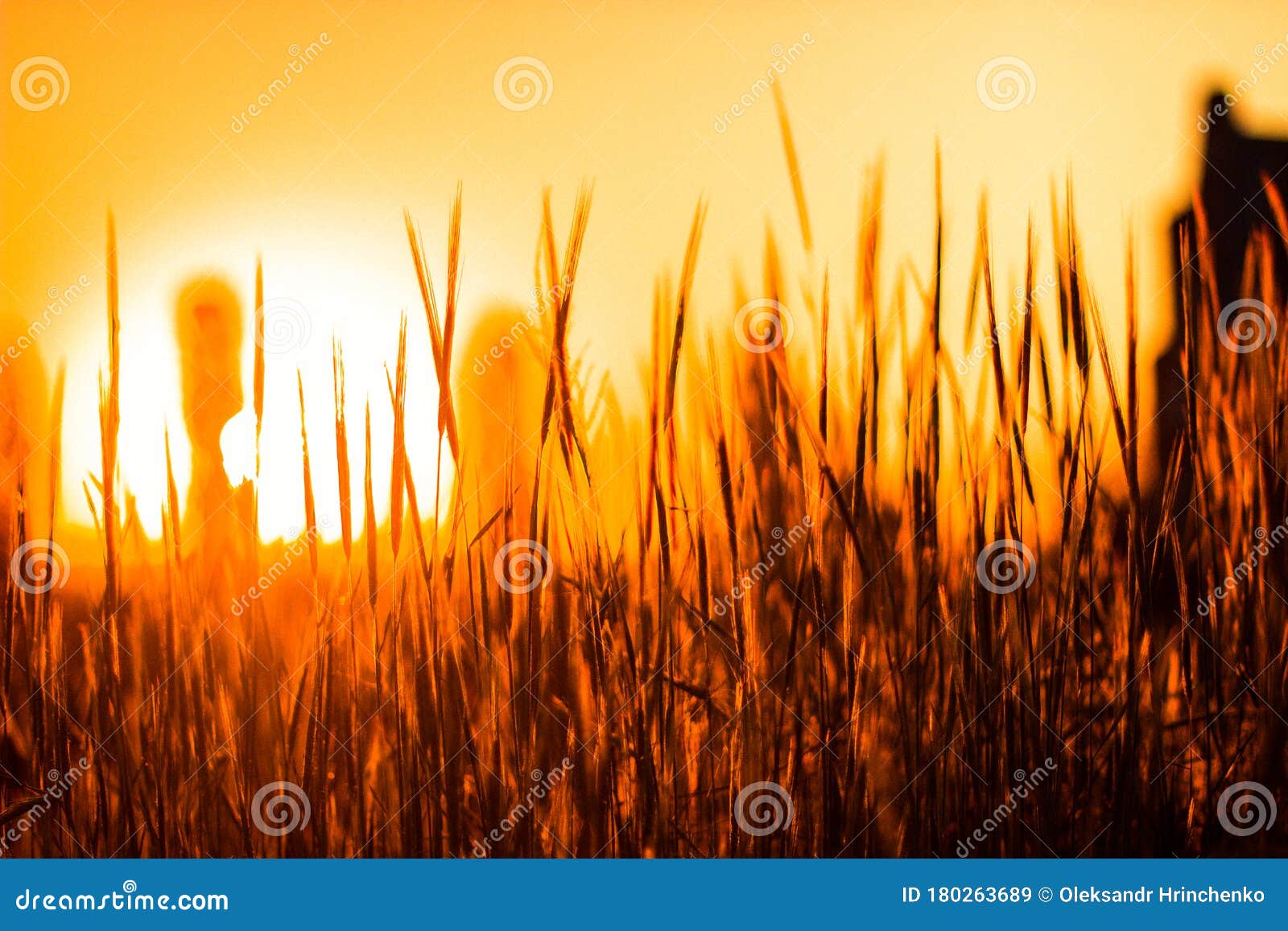 Forest Burns, Tall Orange Grass Stock Image - Image of nature ...