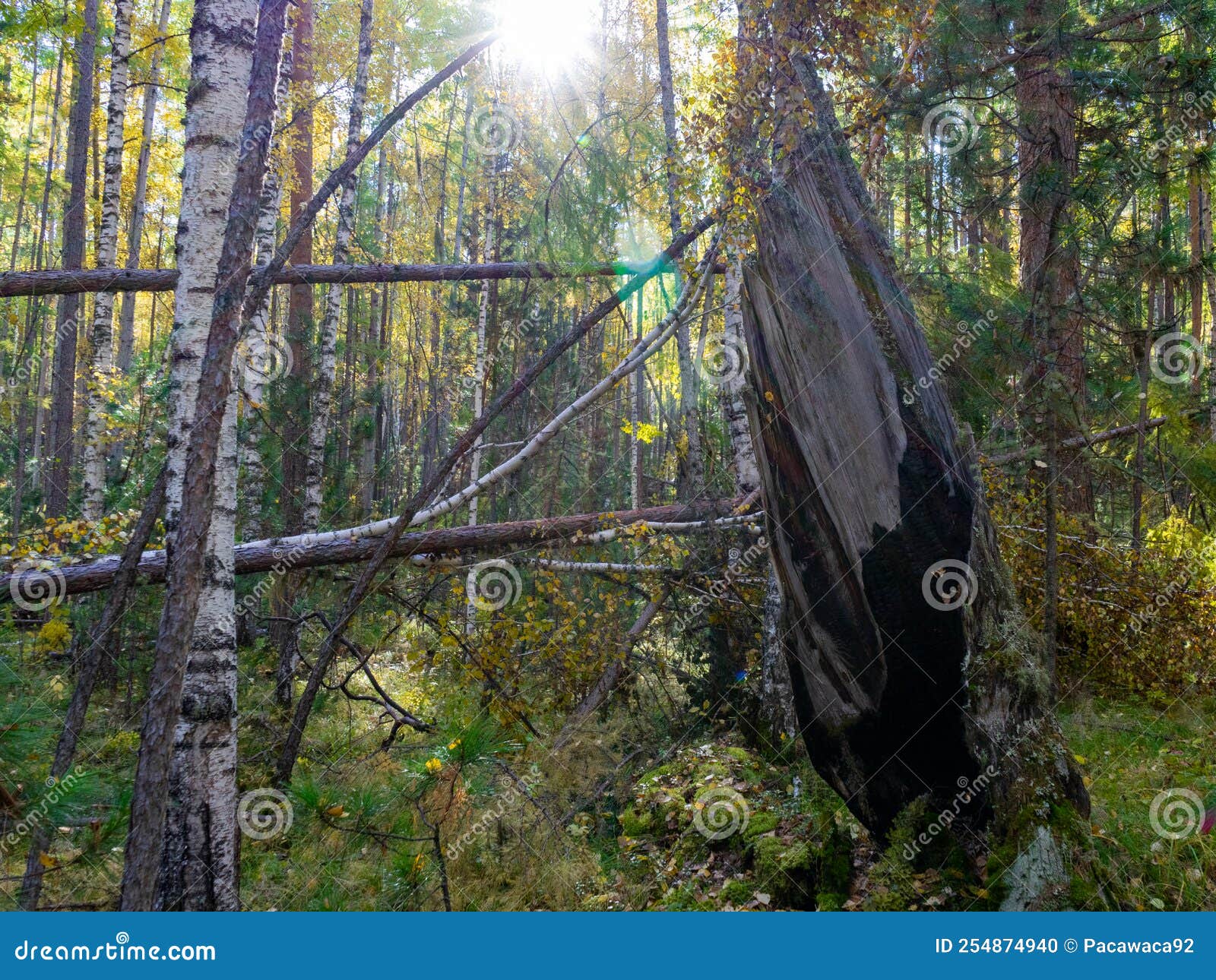 Forest with a Burnt Tree Trunk after a Lightning Strike Stock Photo ...