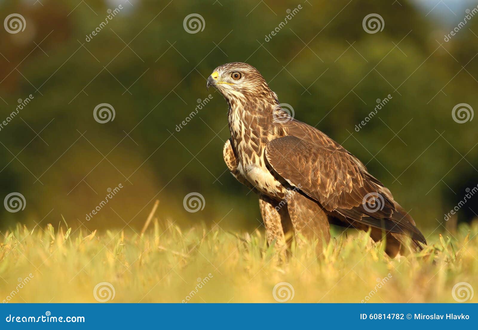 Forest buzzard stock photo. Image of buzzard, flier, autumn - 60814782