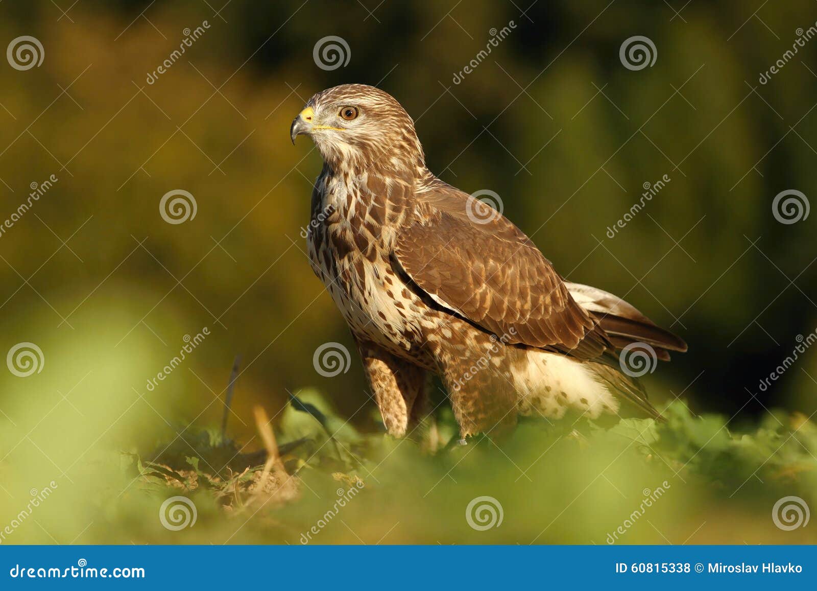Forest buzzard stock photo. Image of killer, hawking - 60815338