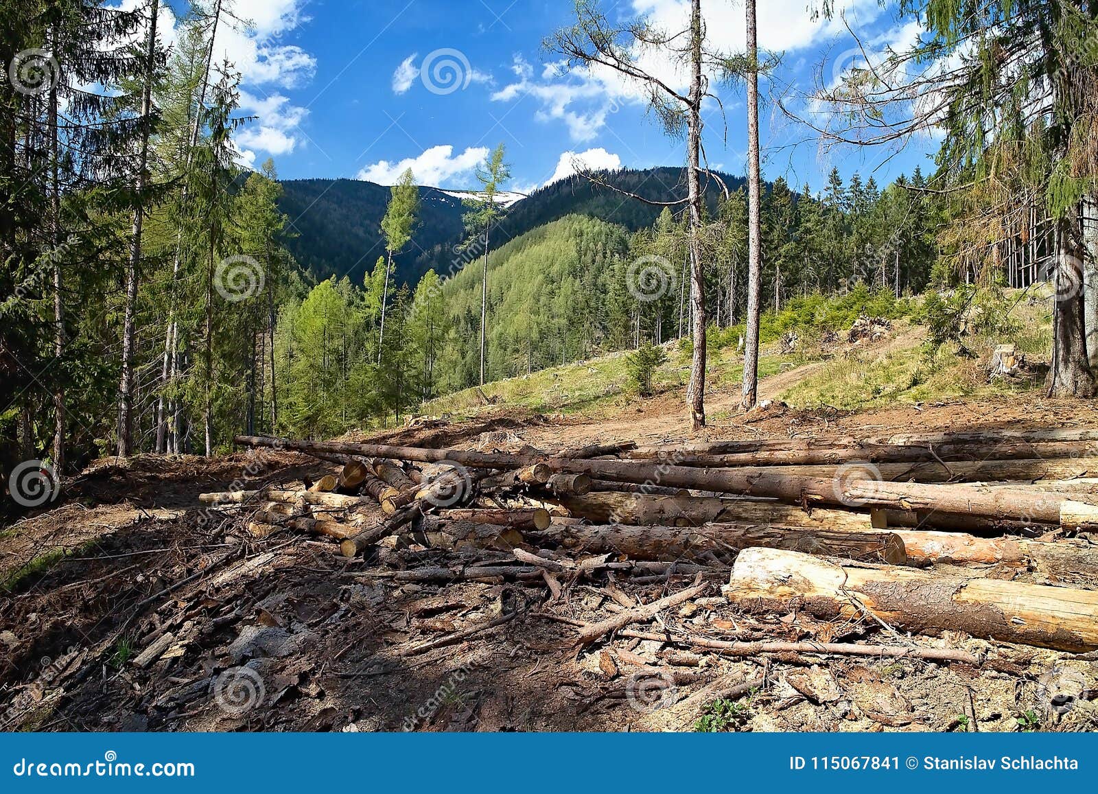 Forest Calamity Caused by Affected Trees by Pests. Stock Image - Image ...