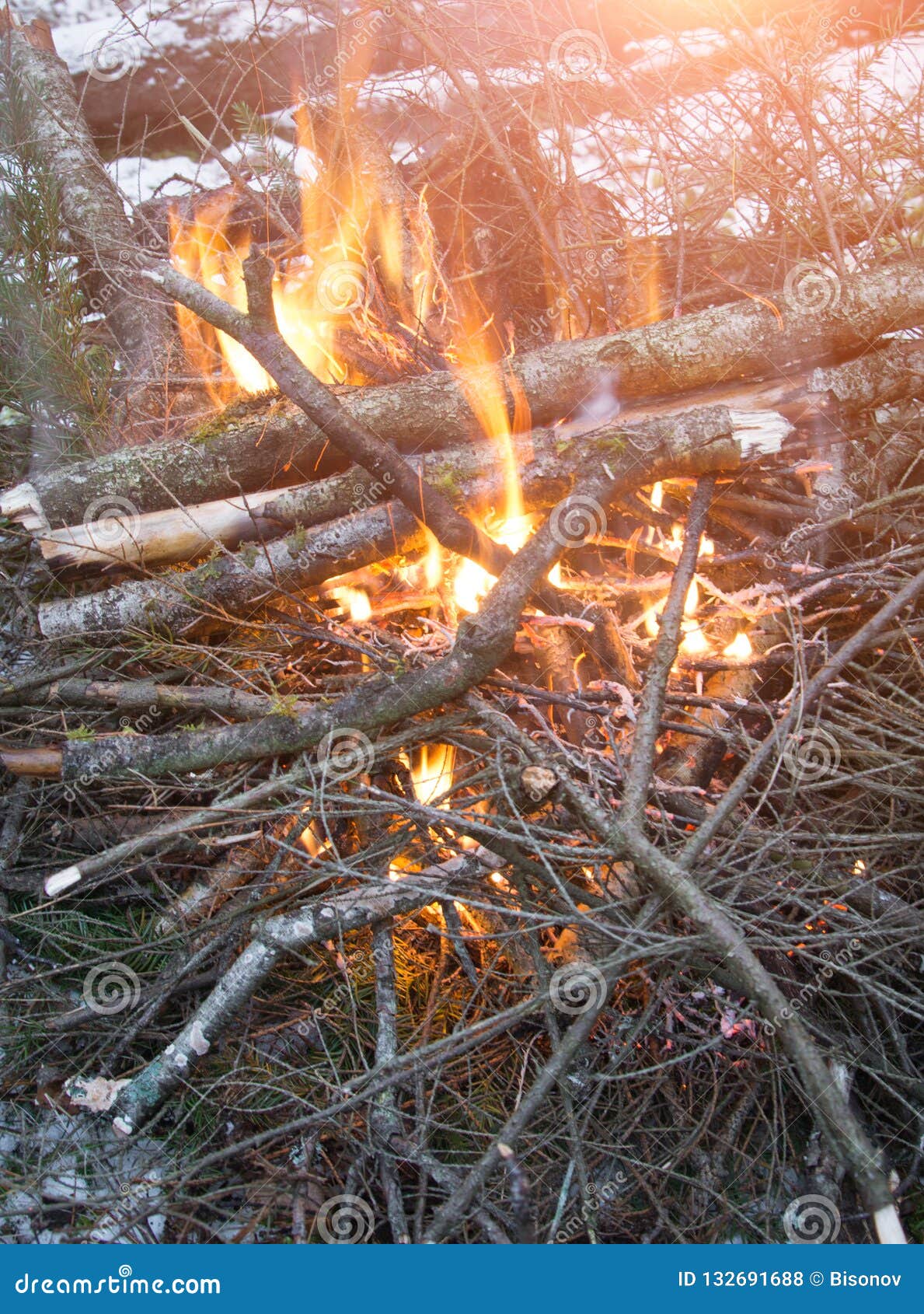 Forest camp fire stock photo. Image of orange, tree - 132691688